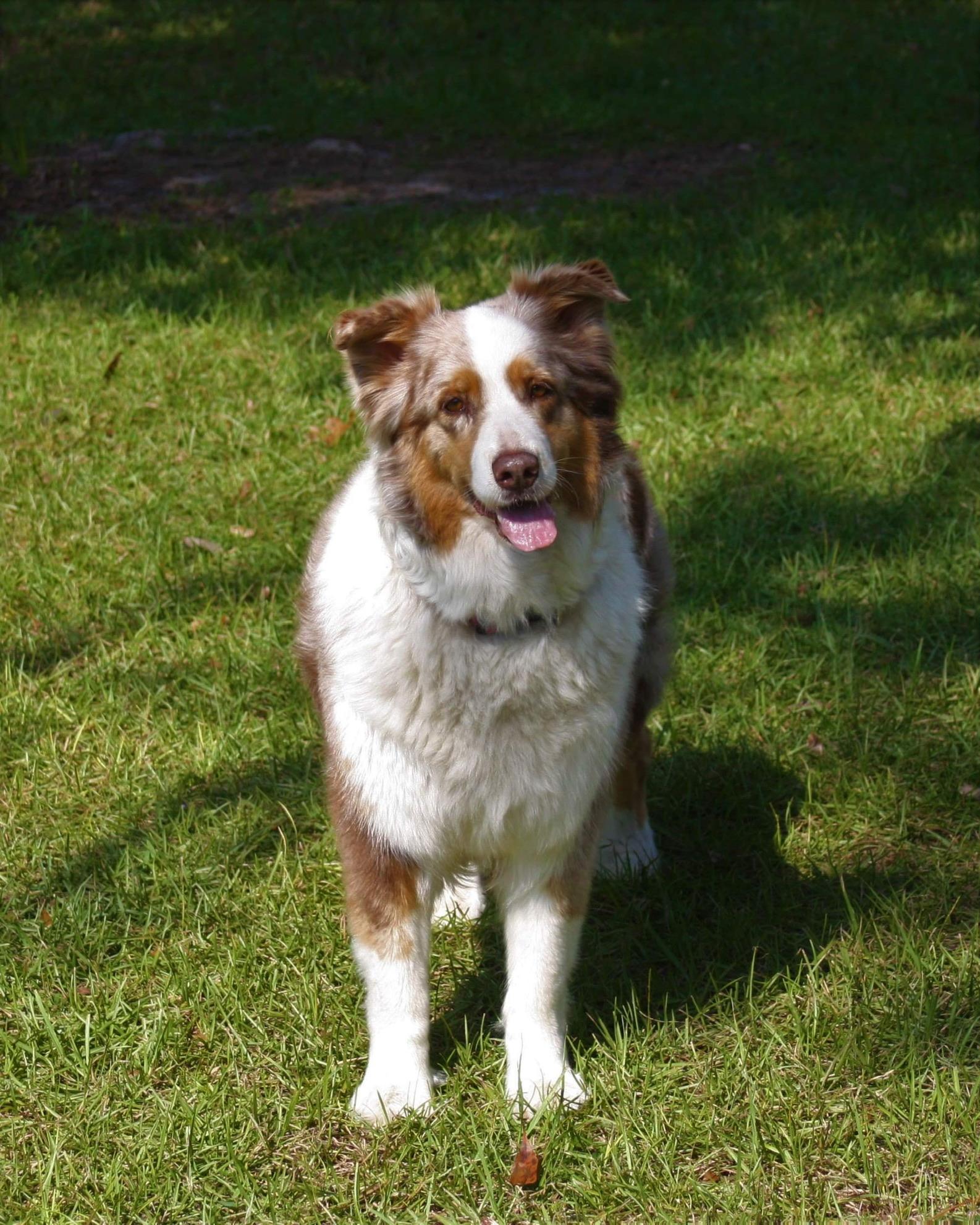 Copper Top Aussies in Florida | Australian Shepherd puppies | Good Dog