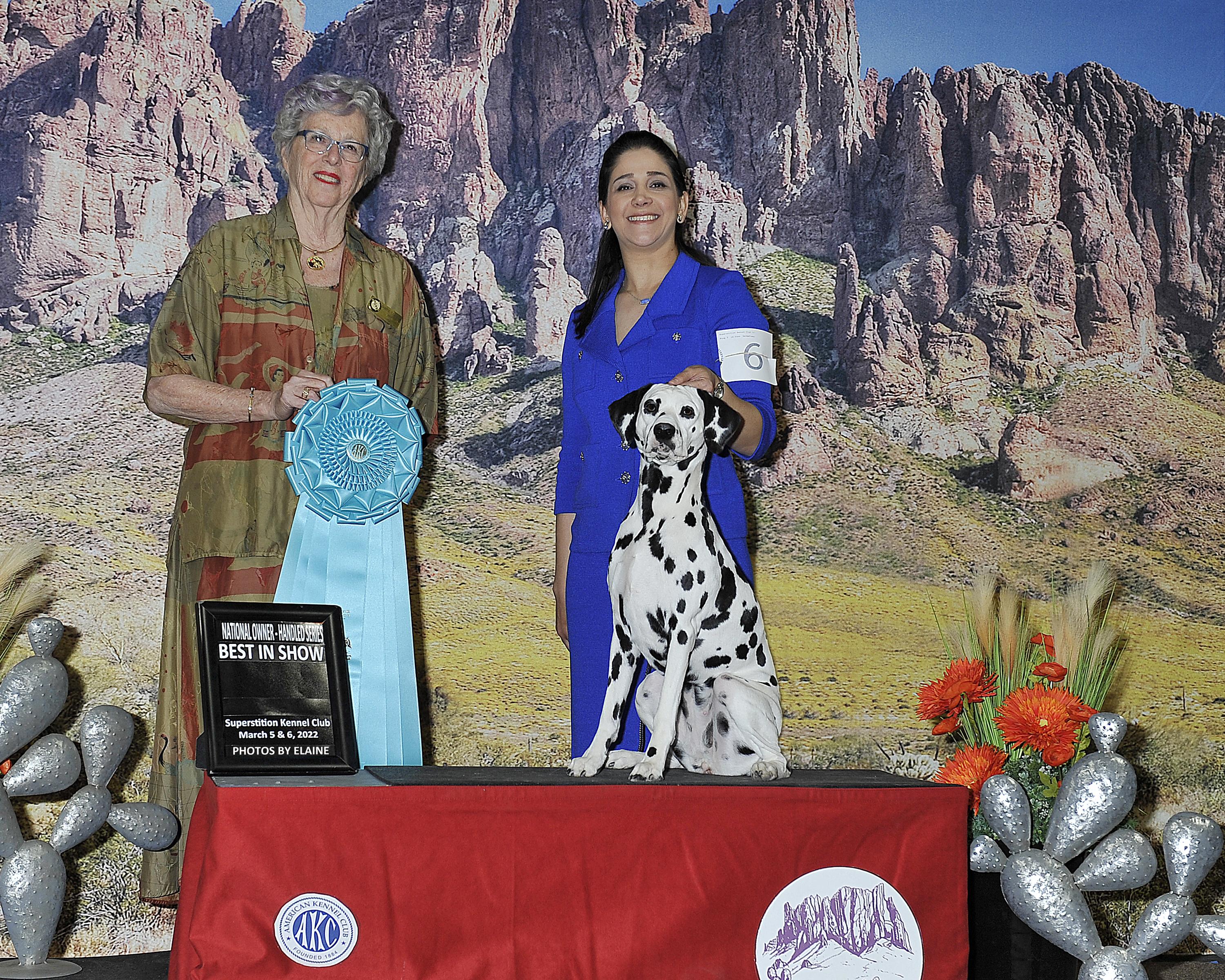 Zoroastrian Dalmatians in Arizona | Dalmatian puppies | Good Dog