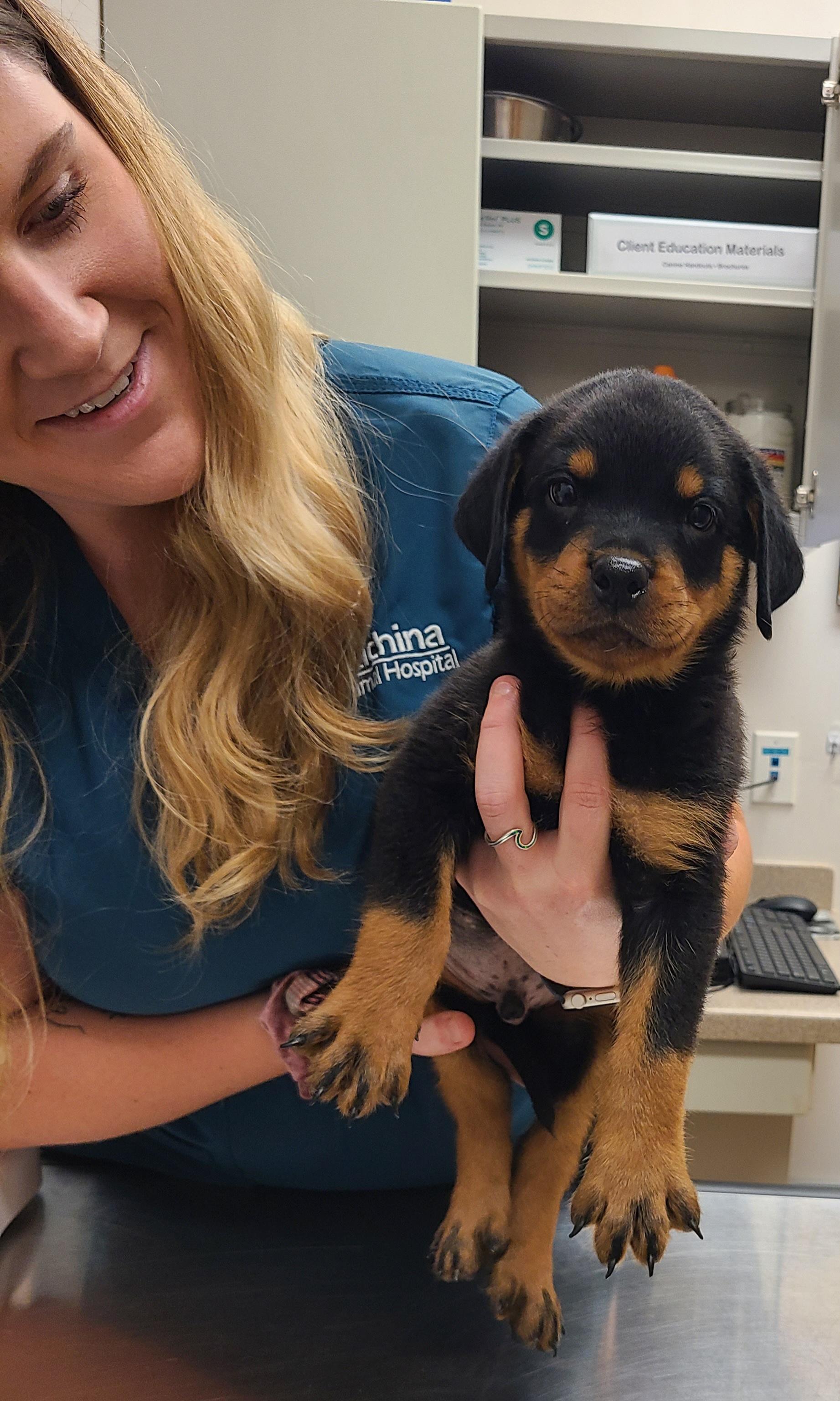 Guardian Angel Rottweiler in Arizona | Rottweiler puppies | Good Dog