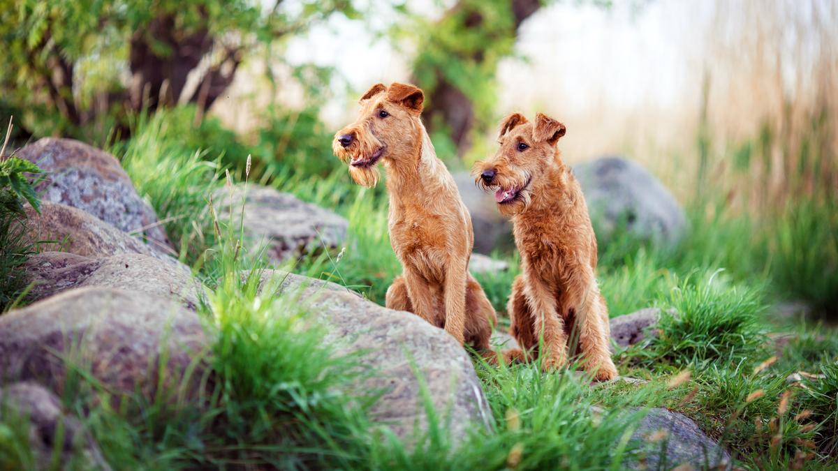 25 cute Purebred Irish Terrier puppies for sale | Good Dog