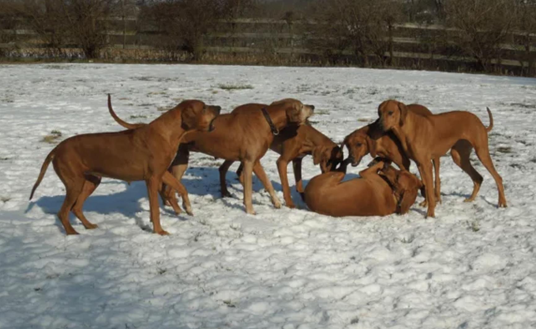 Regal Rhodesian Ridgebacks in Pennsylvania | Rhodesian Ridgeback ...