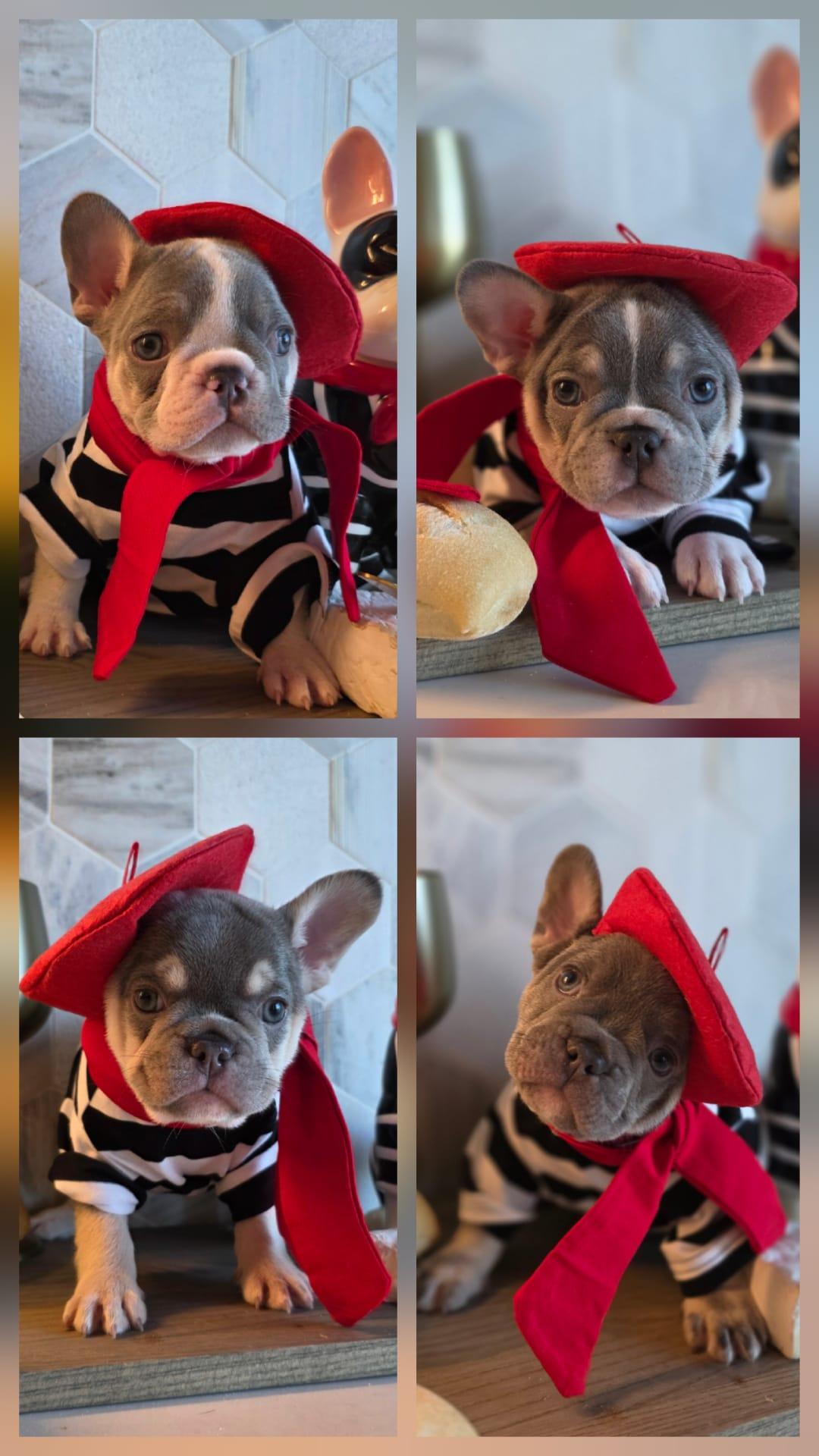Namaste Frenchies in California | French Bulldog puppies | Good Dog