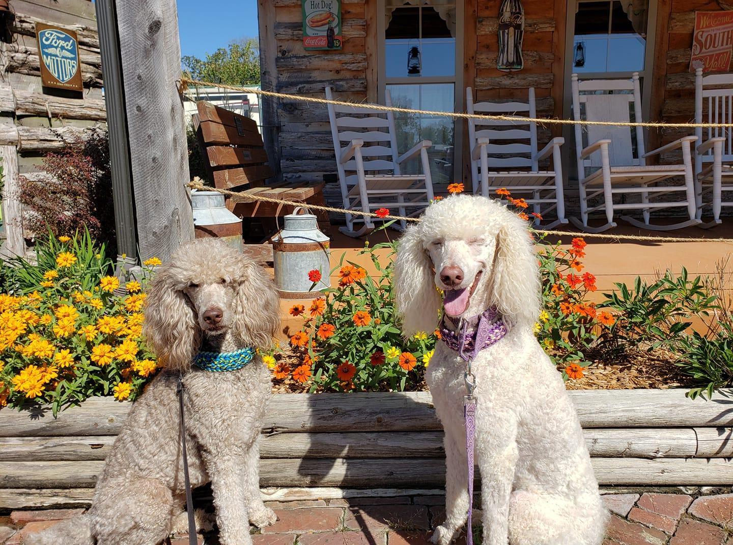 Middle Earth Standard Poodles in Alabama | Poodle puppies | Good Dog