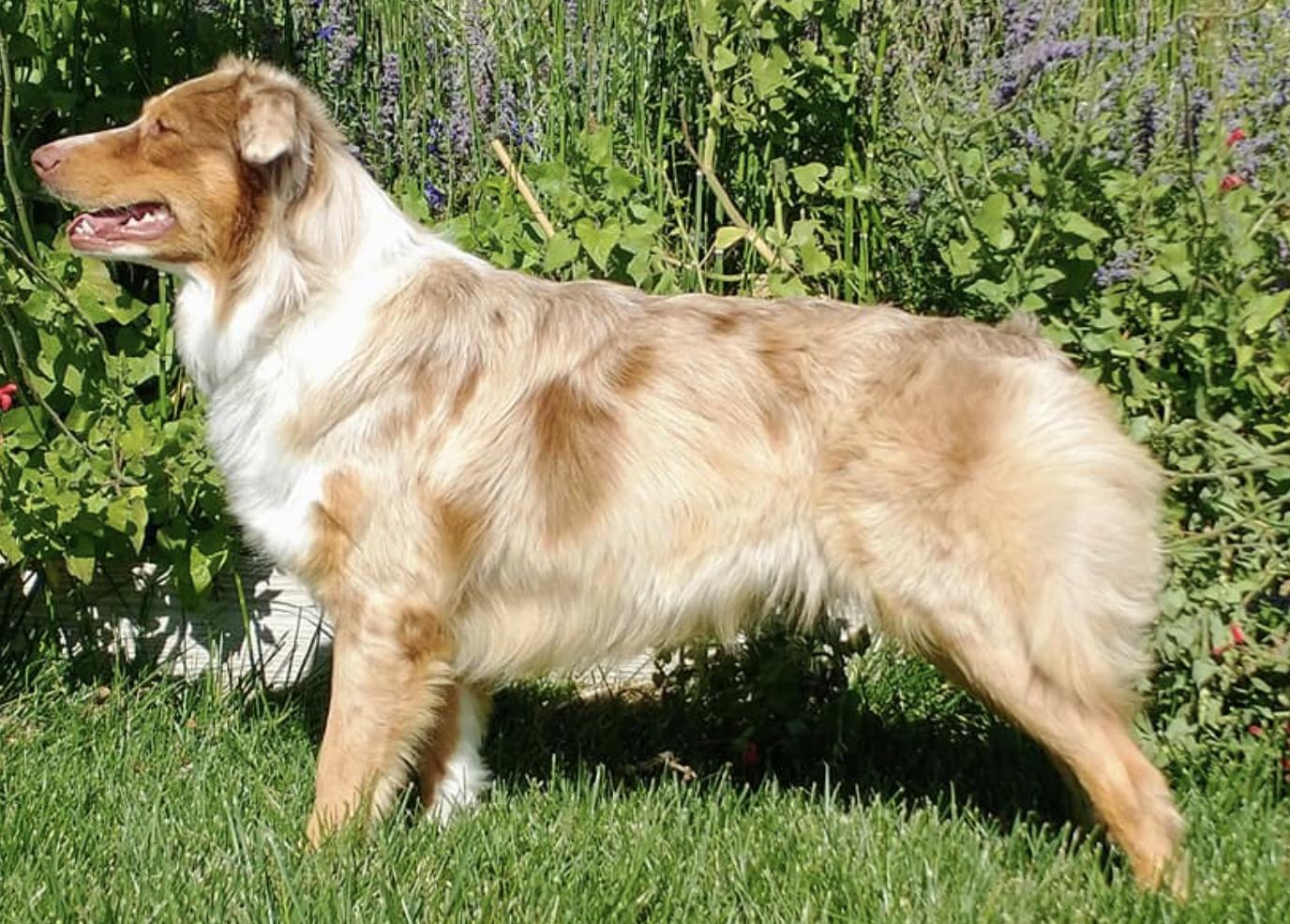 Code Red Australian Shepherds in Texas | Australian Shepherd puppies ...