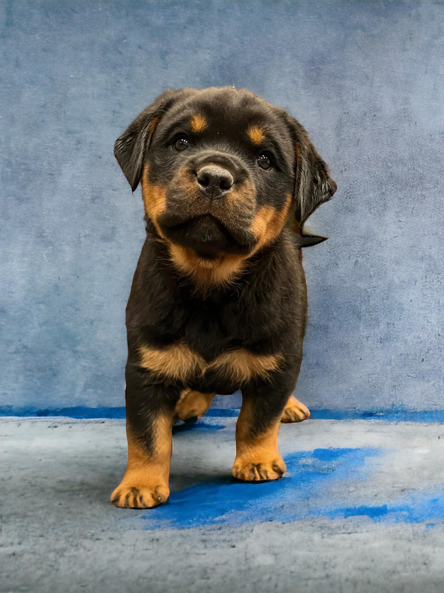 Rottweiler vom Lauffeuer in Colorado | Rottweiler puppies | Good Dog