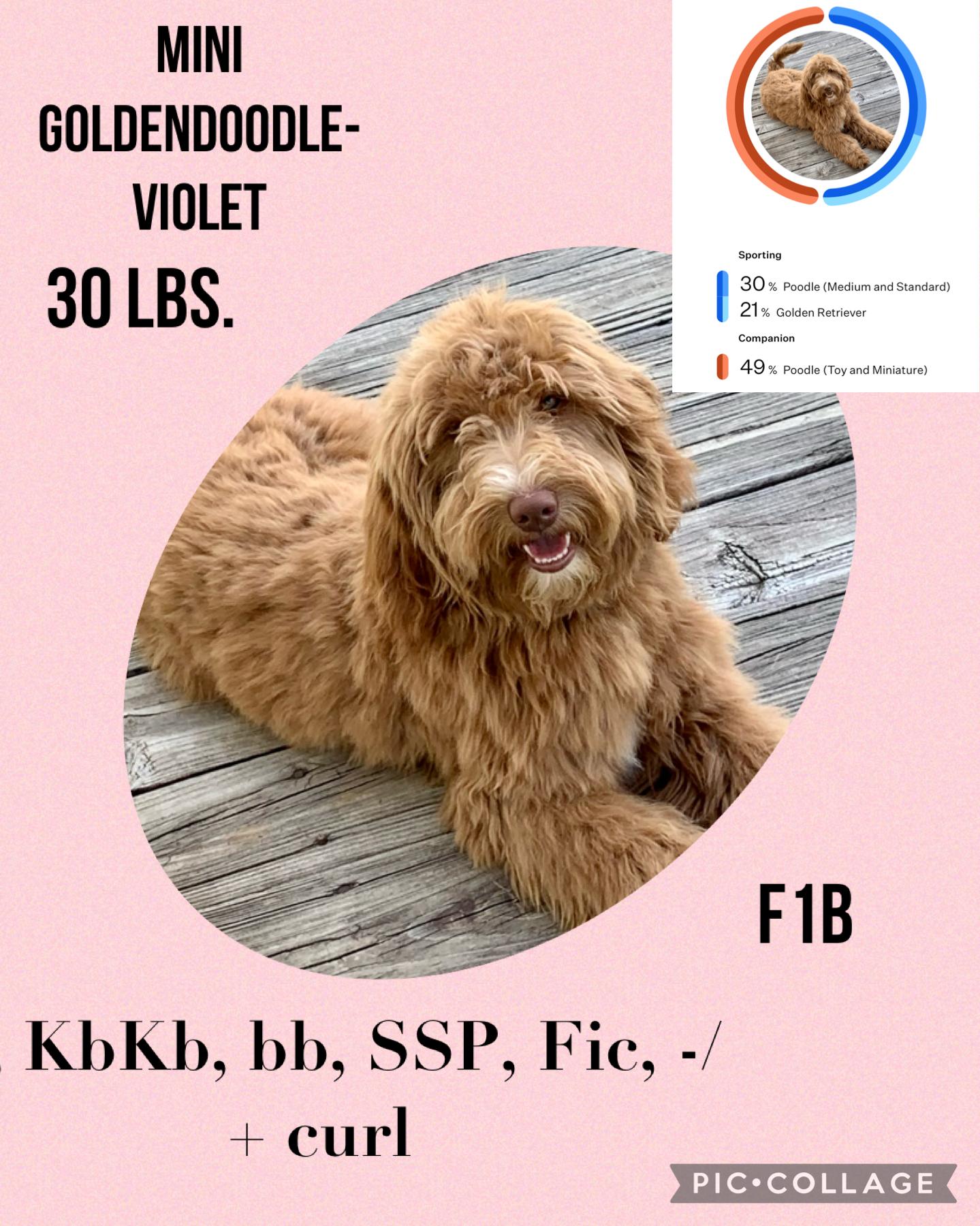 Allen’s Country Doodles in Ohio | Goldendoodle puppies | Good Dog