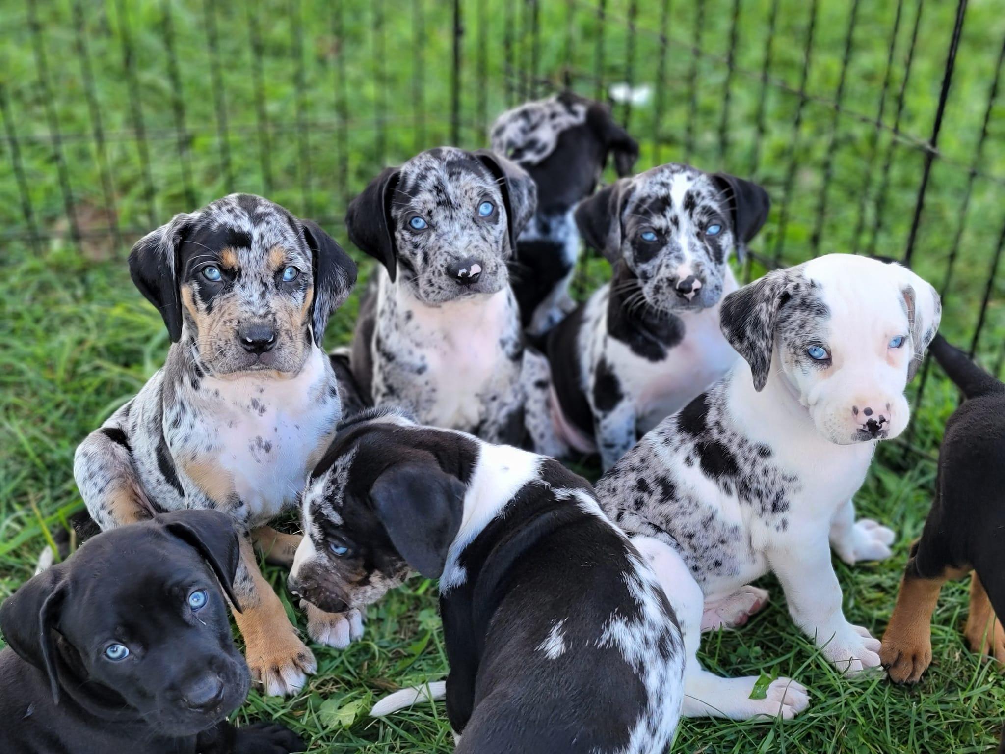 Peach Tree/Shoreline Catahoulas & Corgis in Michigan | Catahoula ...