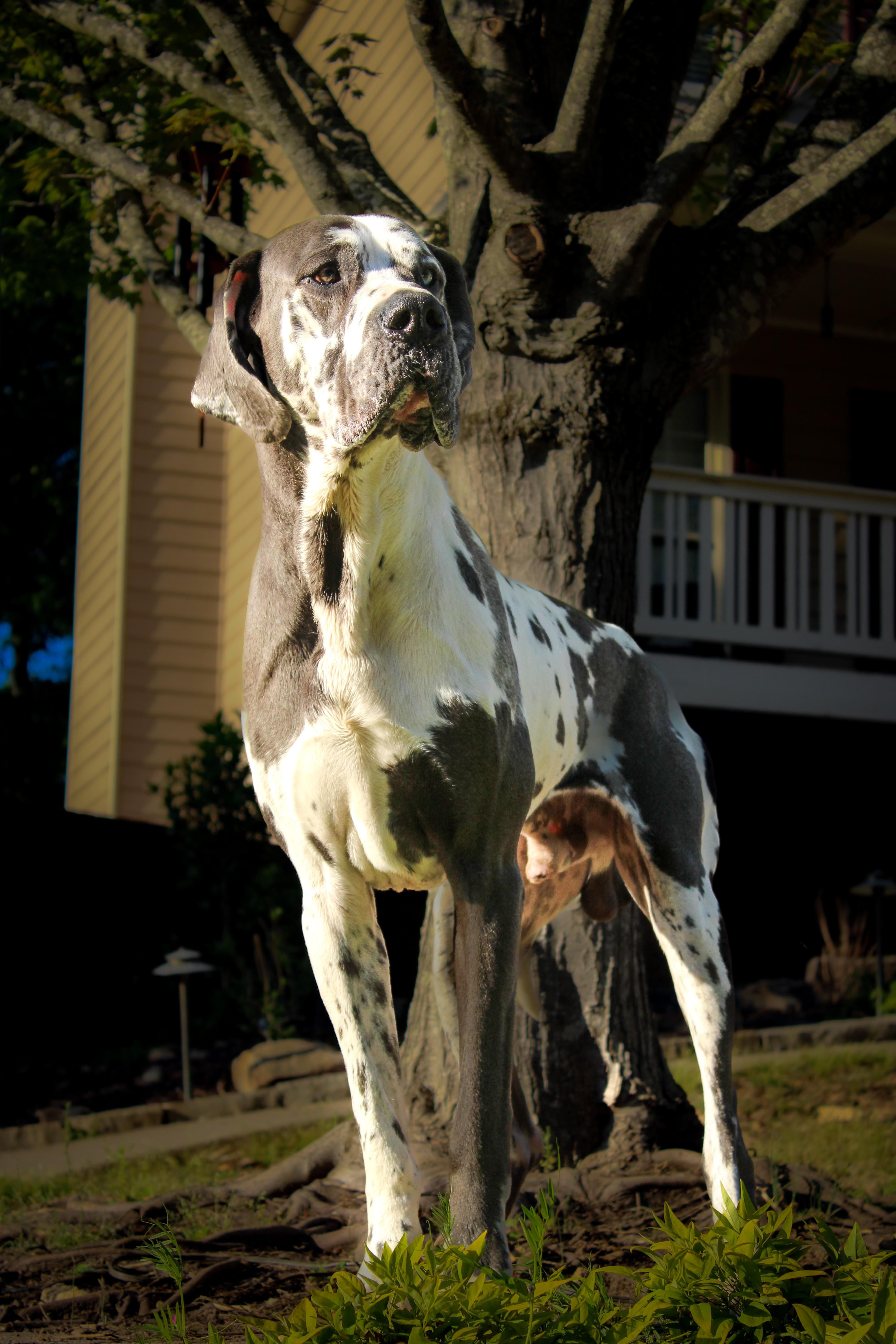 Diamond Danes of Atlanta in Georgia | Great Dane puppies | Good Dog