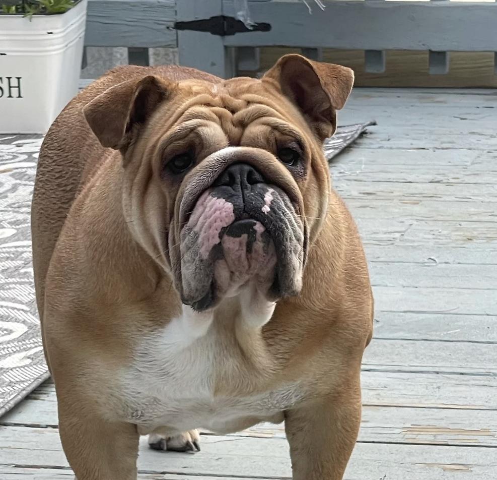 Berkshire Bulldogs in Massachusetts | Bulldog puppies | Good Dog