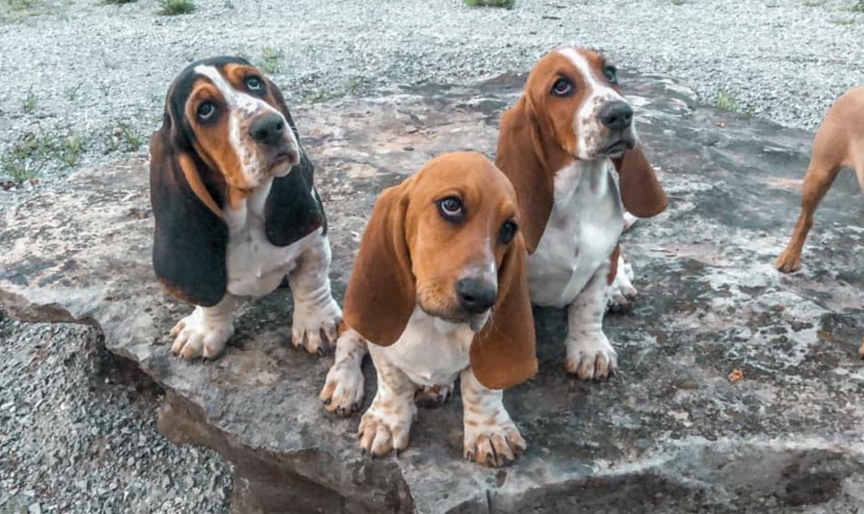 Oklahoma Limestone Hounds in Oklahoma | Basset Hound and Brussels ...