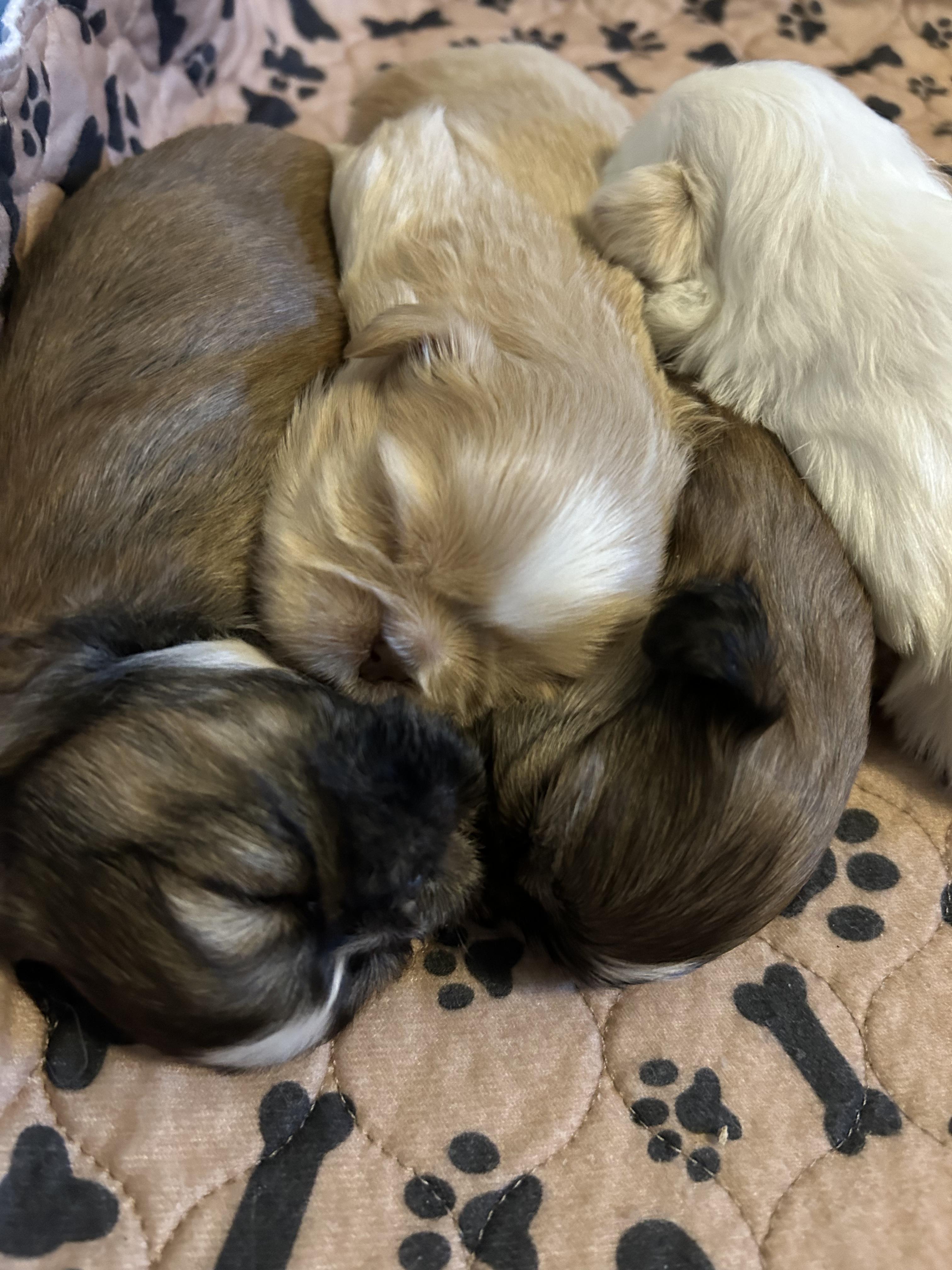 Karen's Shih Tzus in West Virginia | Shih Tzu puppies | Good Dog