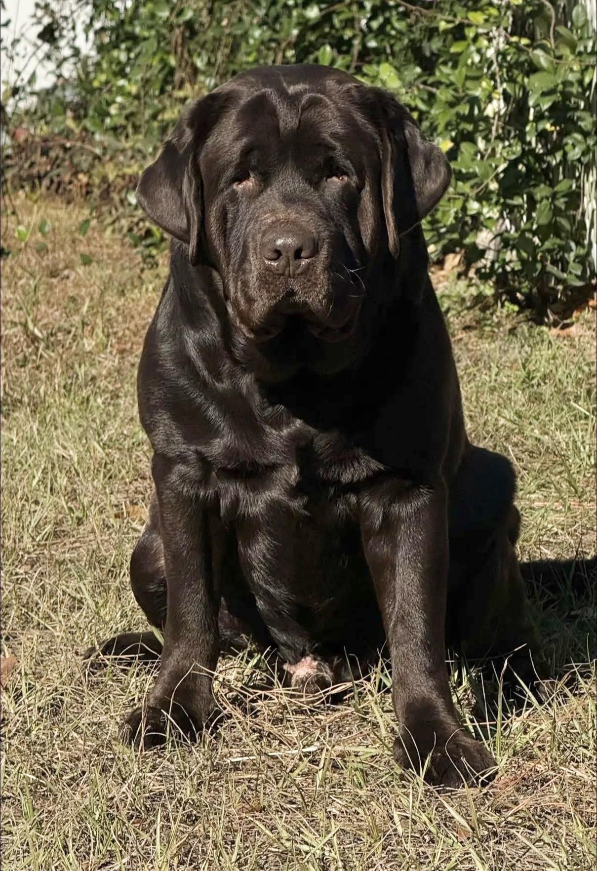 Moon river Labradors in Florida | Labrador Retriever puppies | Good Dog