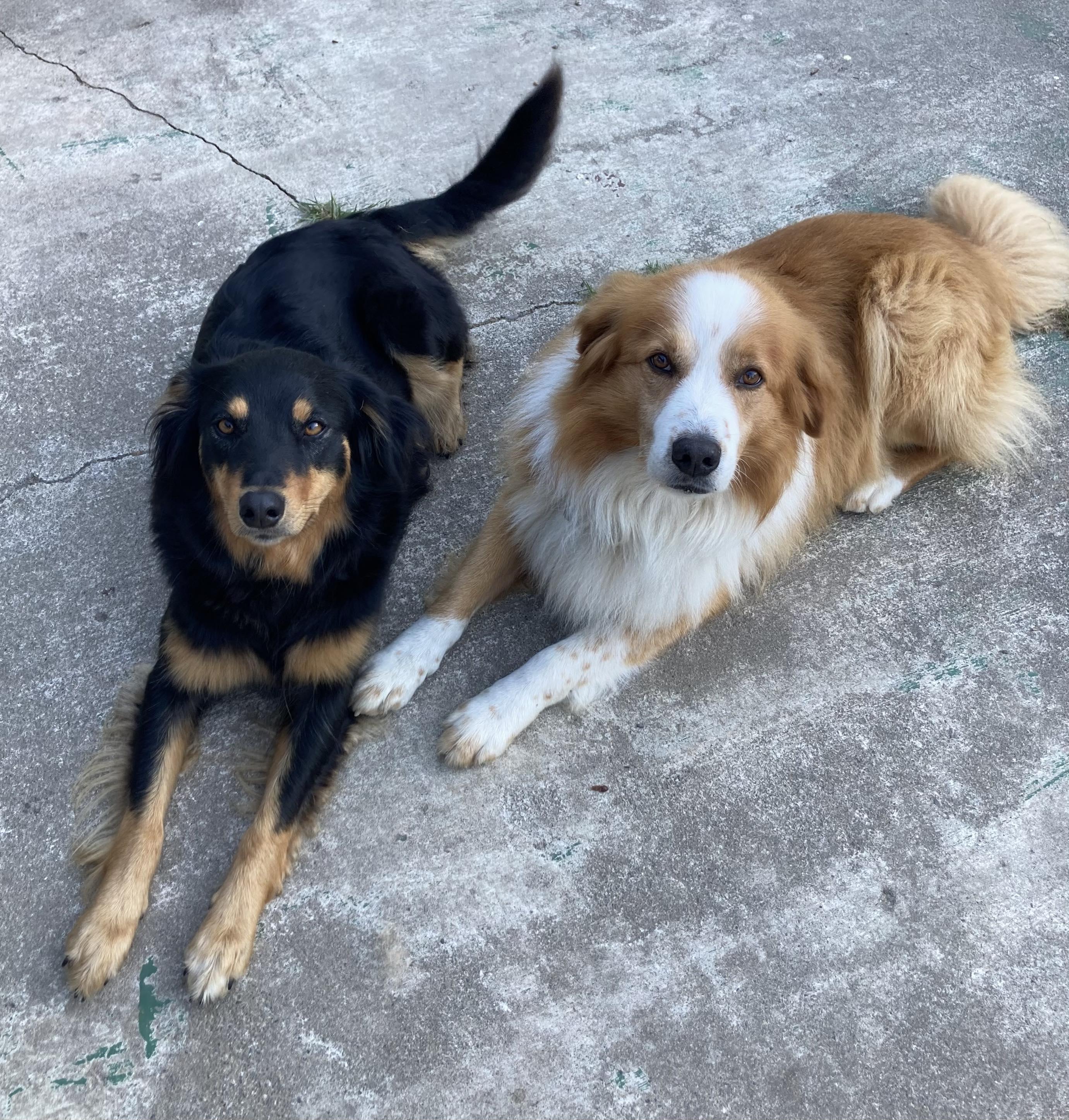 Boarstead English Shepherds in Washington | English Shepherd puppies ...
