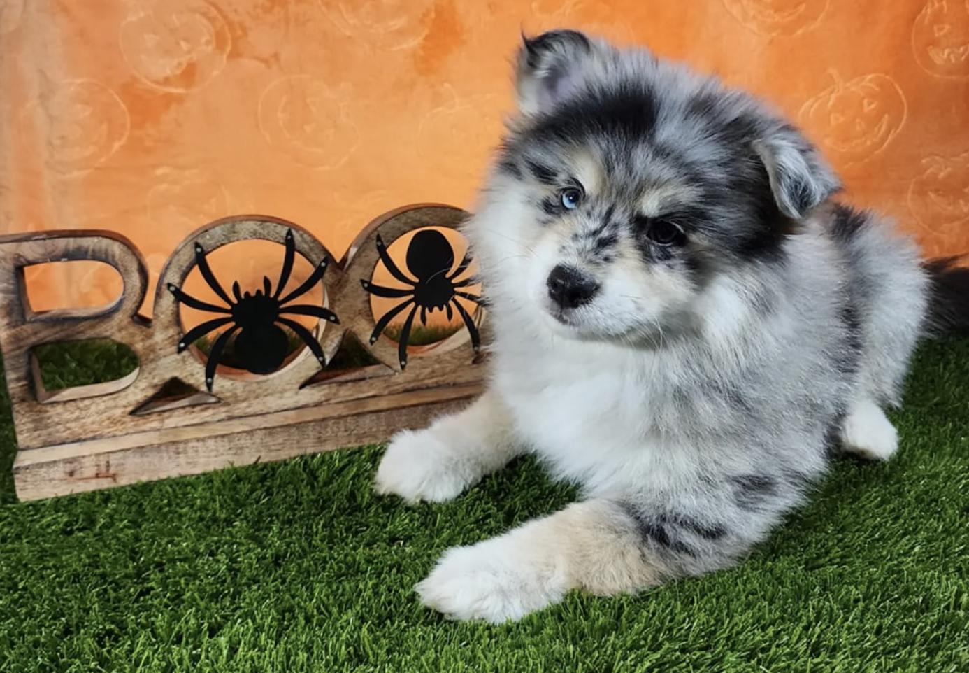 Pomskies of Hawaii in Hawaii | Pomsky puppies | Good Dog