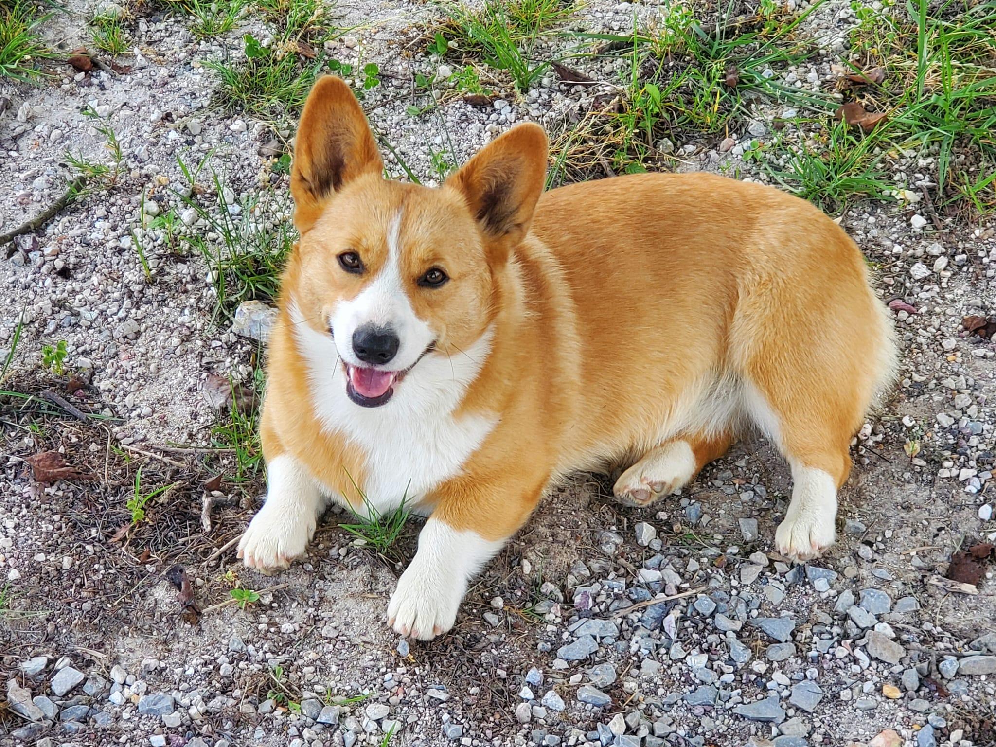 Walker's AKC Corgis in Alabama | Pembroke Welsh Corgi puppies | Good Dog
