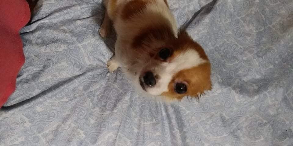 Dilka's Puppies in North Carolina | Chihuahua, Shih Tzu or Companion Cross puppies | Good Dog