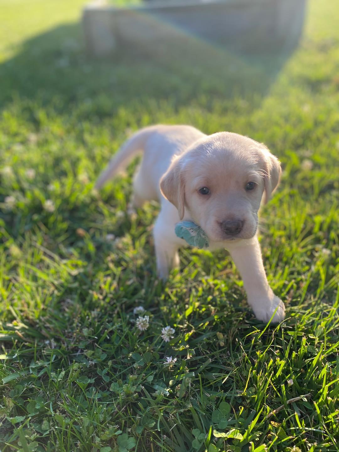 Virdin’s Silver Labs in Delaware | Dilute Retriever puppies | Good Dog