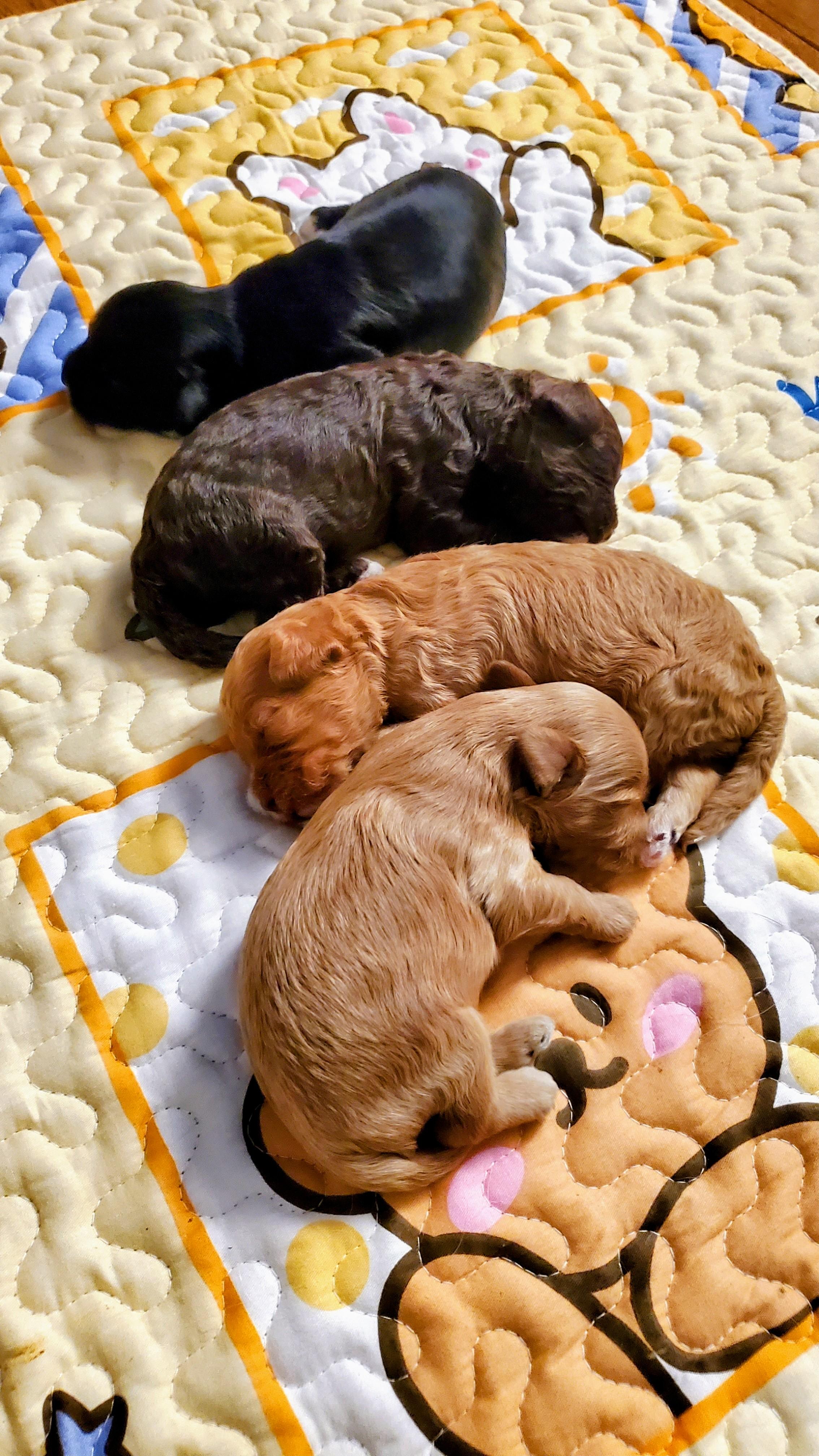 Jenn's Cava Crew in Virginia | Cavapoo puppies | Good Dog