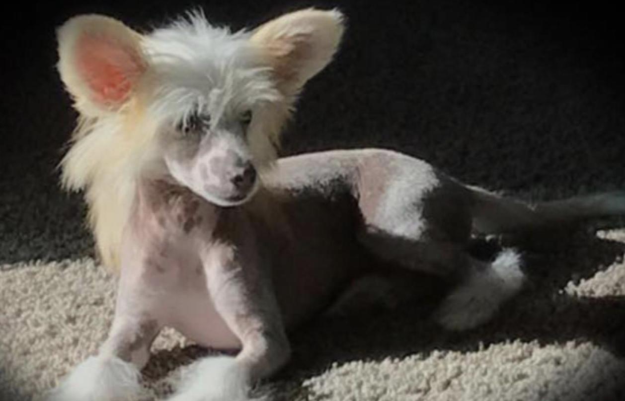 Silvercrest Cresteds in Washington | Chinese Crested puppies | Good Dog