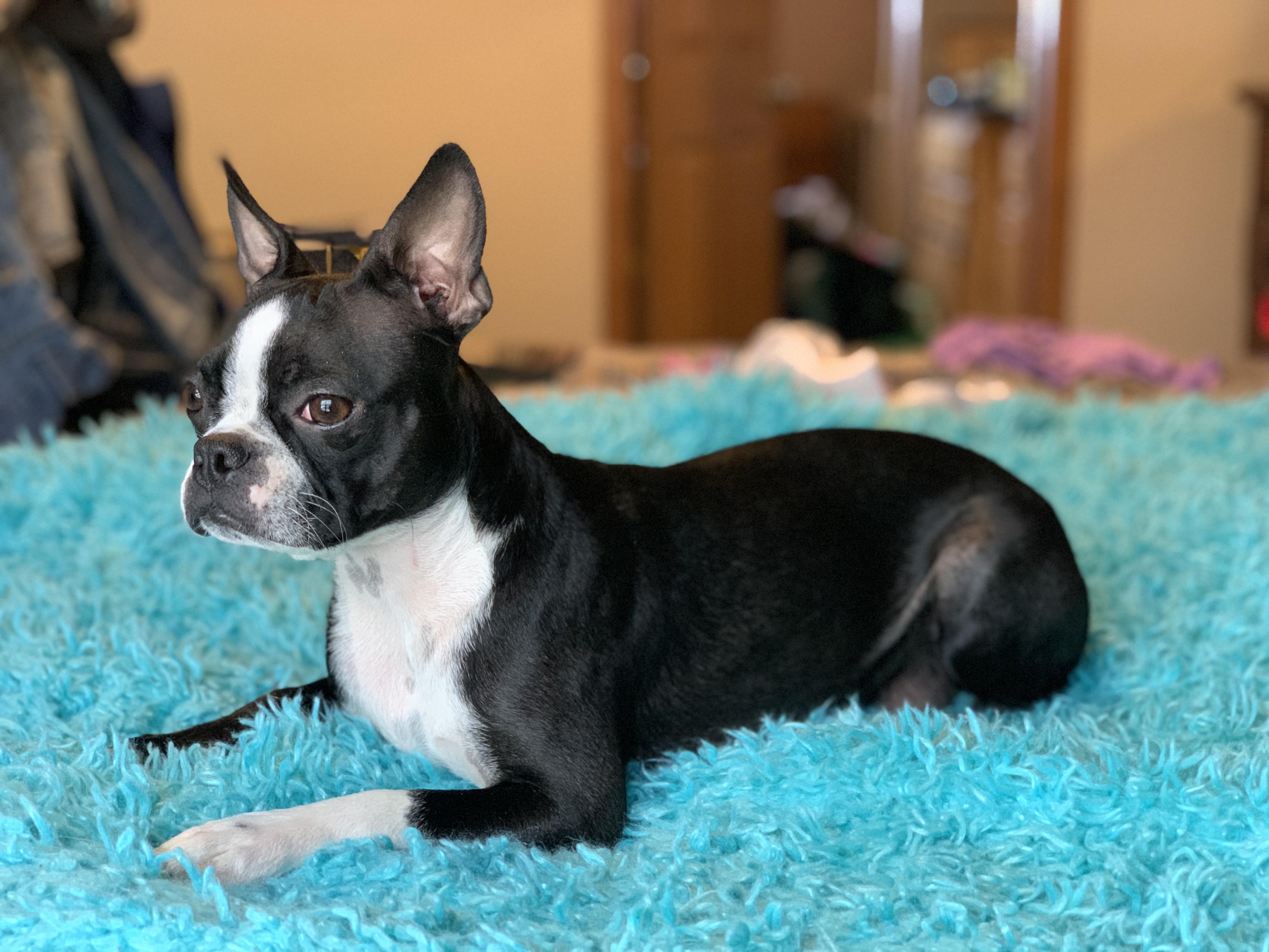 Antelope Creek Frenchtons in South Dakota | Boston Terrier and ...