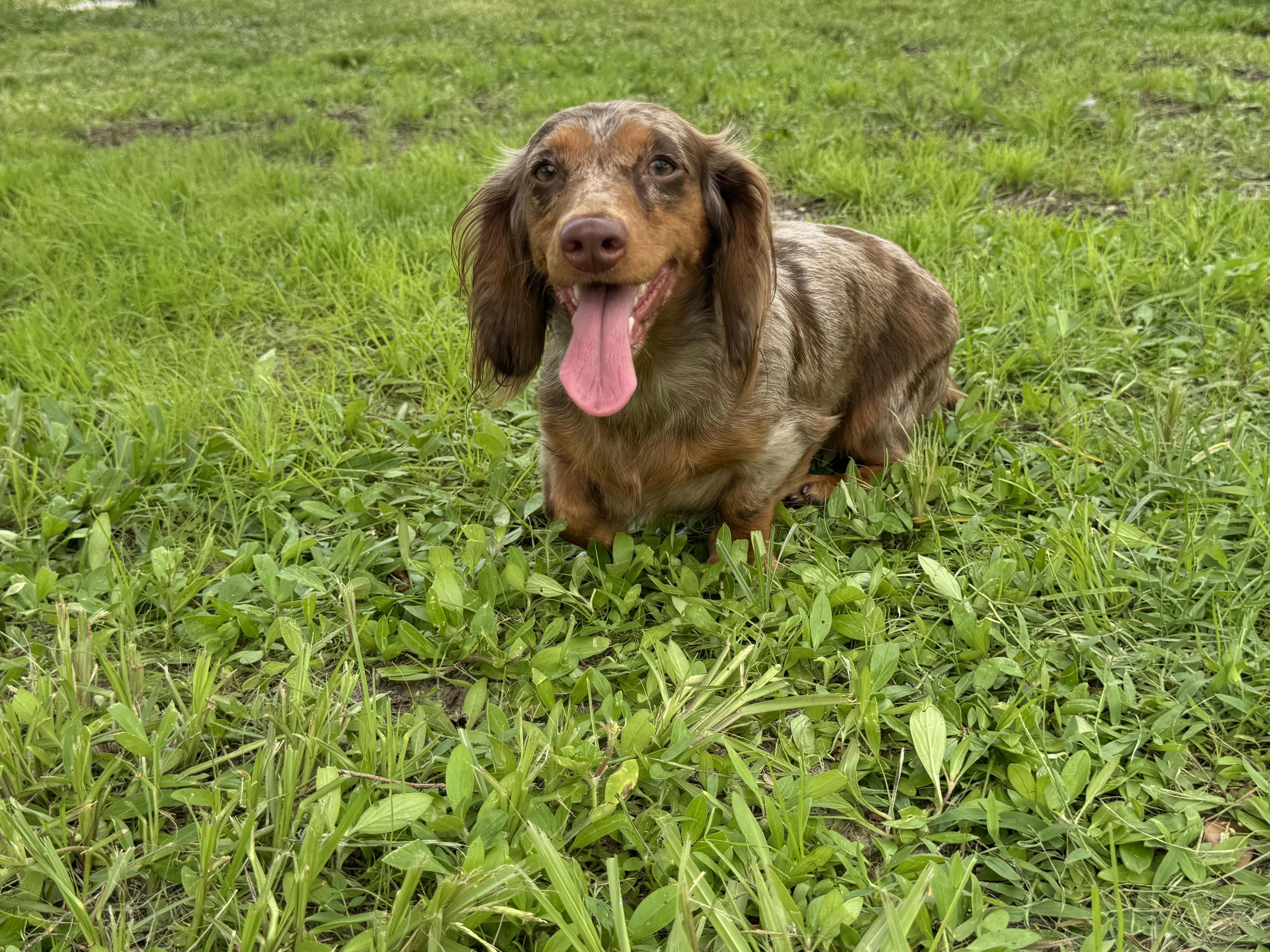 Dach of Doxies in Florida | Dachshund puppies | Good Dog