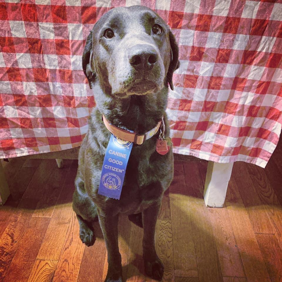 Chickentown Labradors in Pennsylvania | Dilute Retriever puppies | Good Dog
