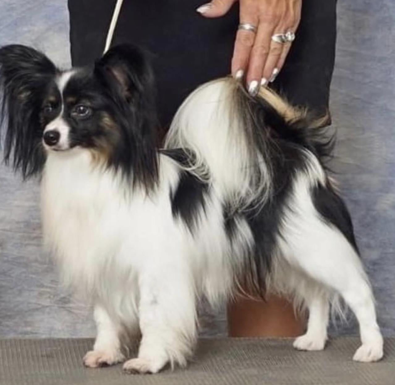 Barque in Michigan | Papillon puppies | Good Dog