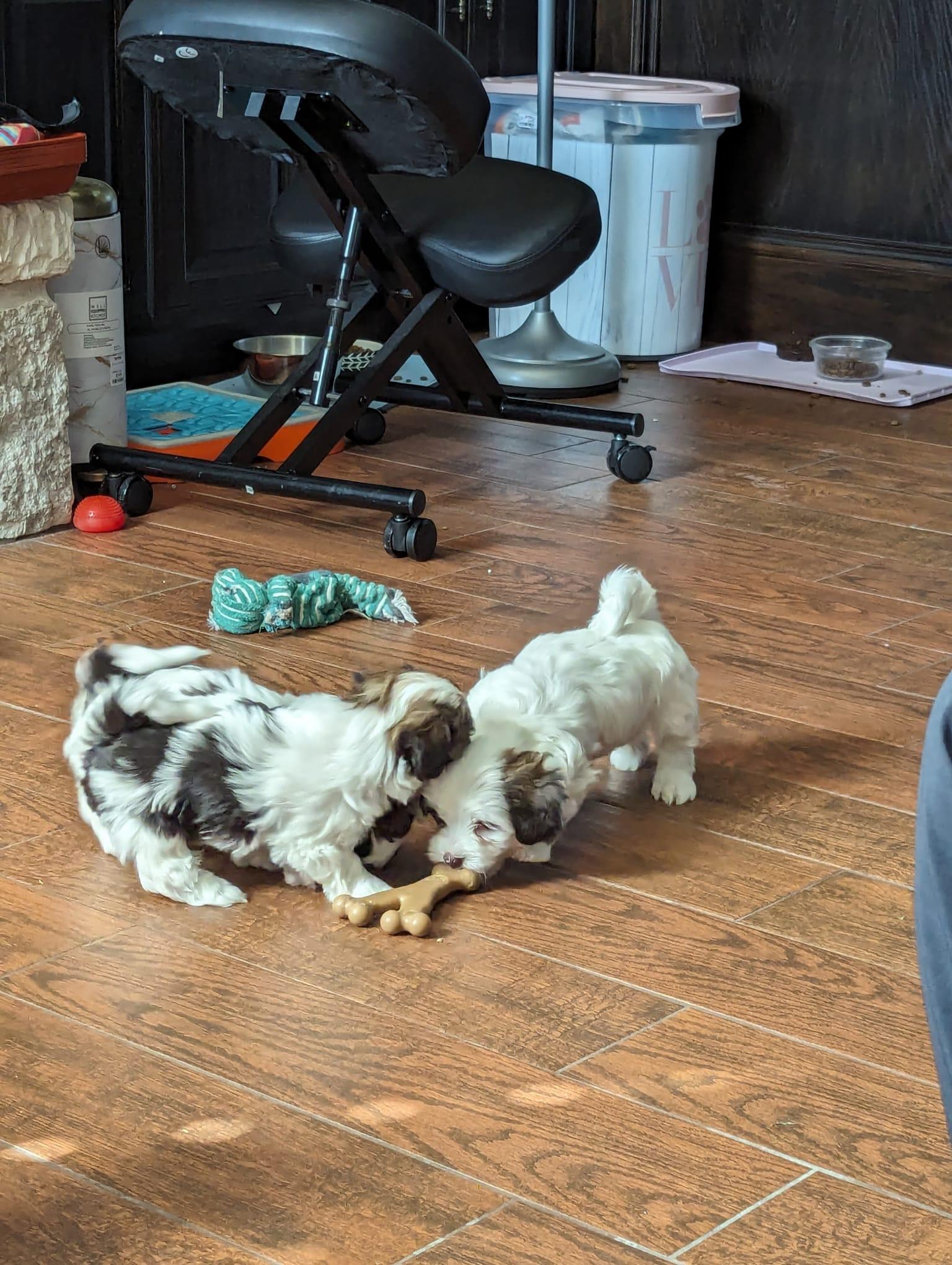 Havanese Puppies of Austin Texas in Texas | Havanese puppies | Good Dog