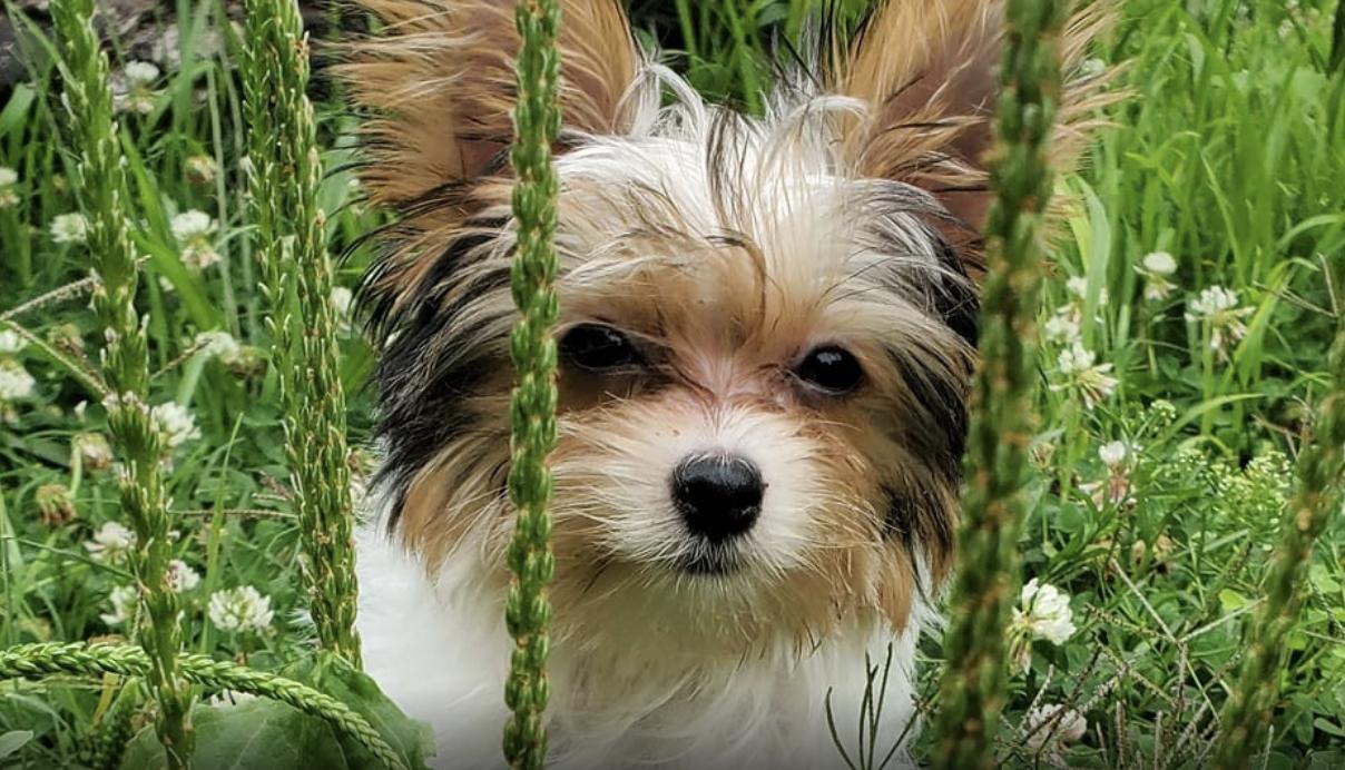 Over the Rainbow Yorkies in South Carolina | Yorkshire Terrier puppies ...