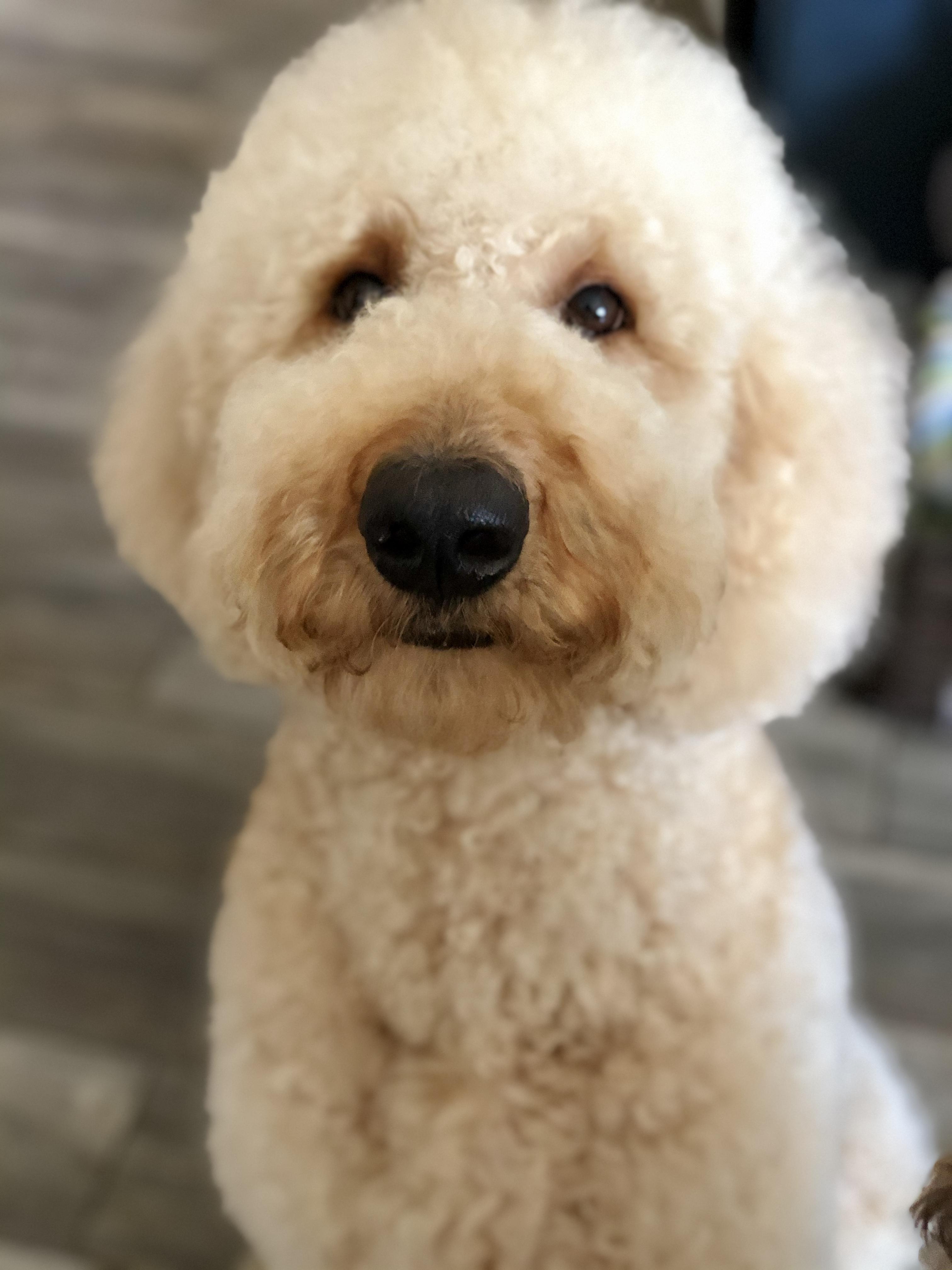 Furever Doodles in Florida | Goldendoodle puppies | Good Dog
