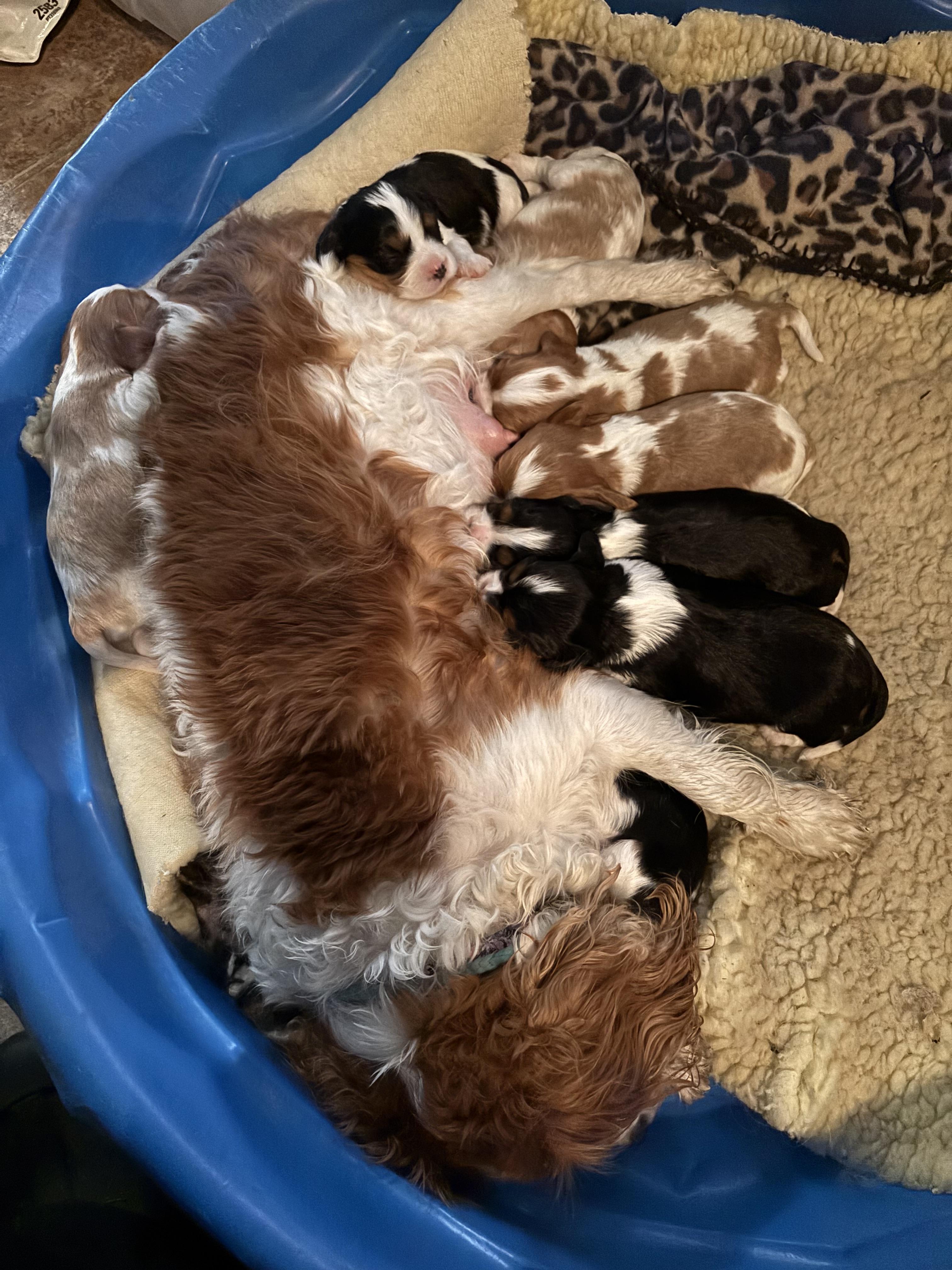 This & That Ranch in Oregon | Cavalier King Charles Spaniel puppies ...