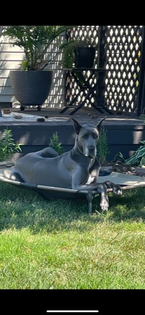 Great Heart Great Danes in Michigan | Great Dane puppies | Good Dog