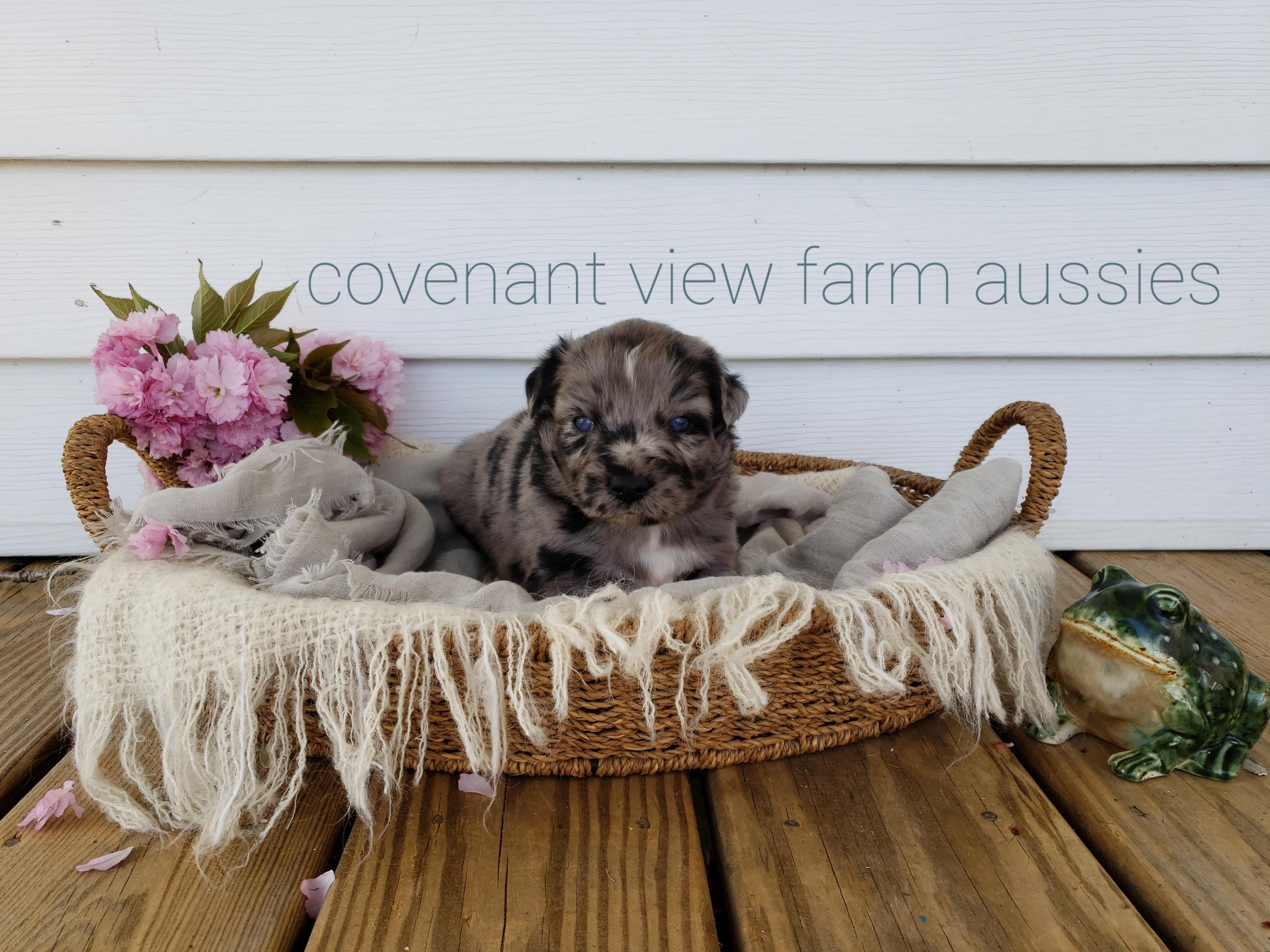 Covenant View Farm Australian Shepherds in Georgia | Australian ...