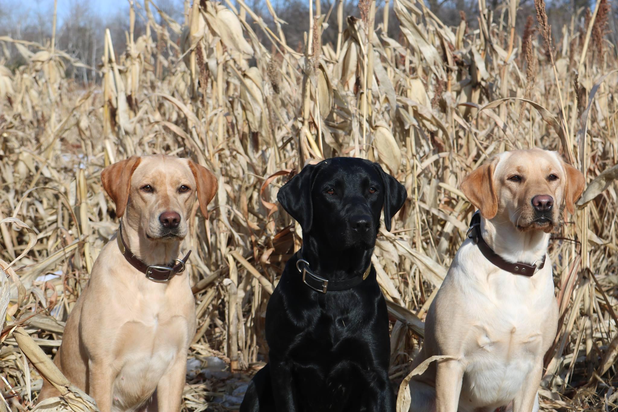 Chasin A Dream Labradors in Wisconsin | Labrador Retriever puppies ...