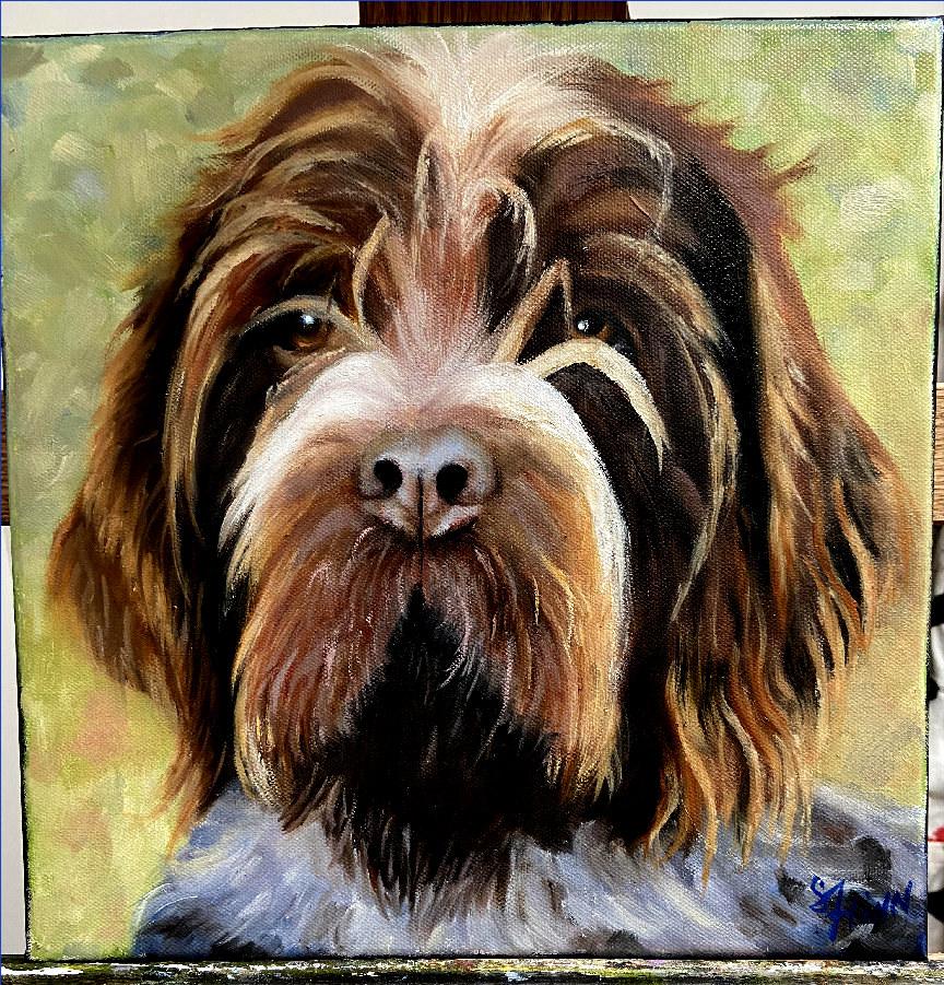 Ear Mountain Griffons in Arizona | Wirehaired Pointing Griffon puppies ...