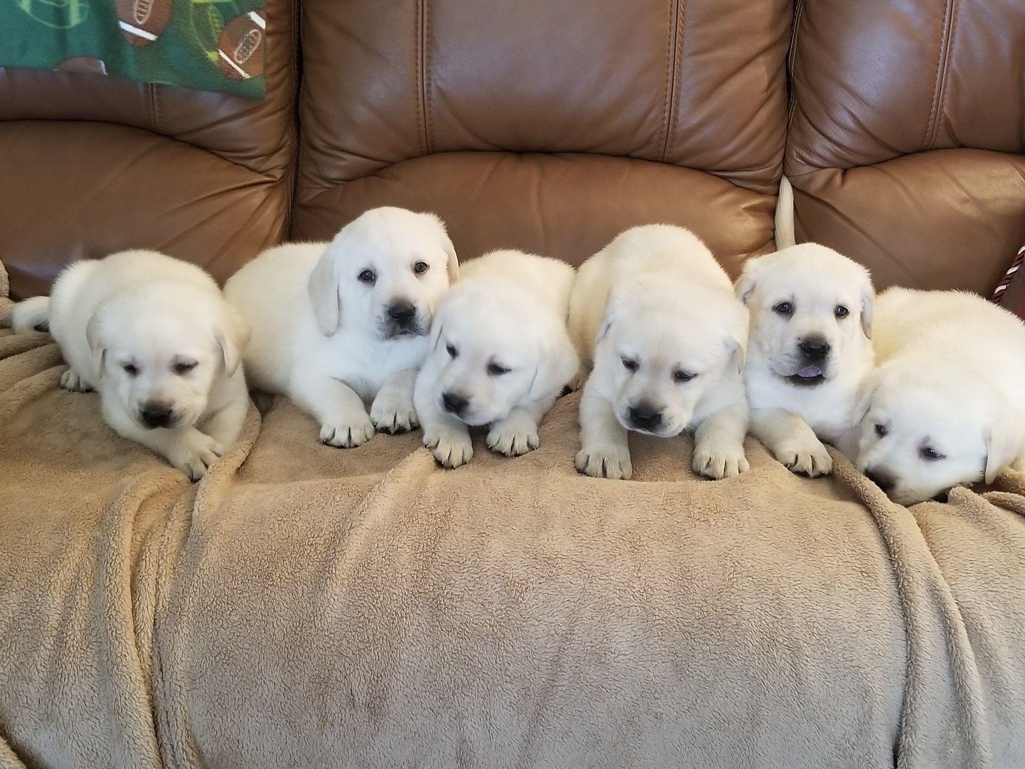 Adams White Labradors in Connecticut | Labrador Retriever puppies ...