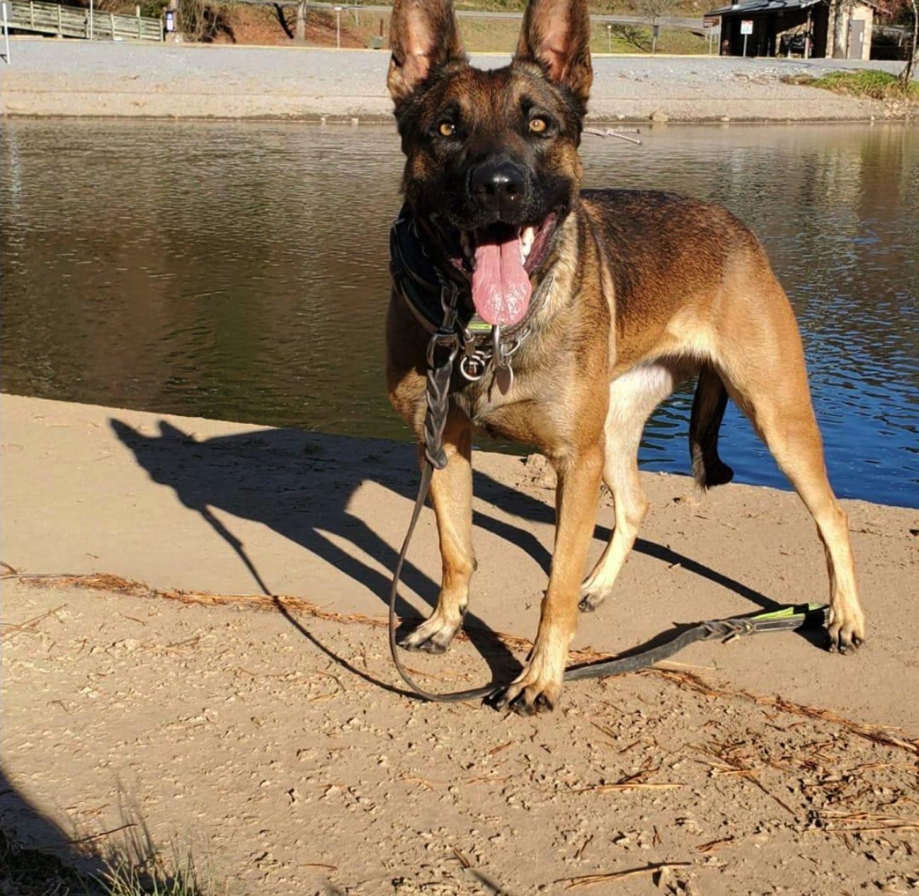 Taino Working Dogs in Tennessee | Belgian Malinois puppies | Good Dog