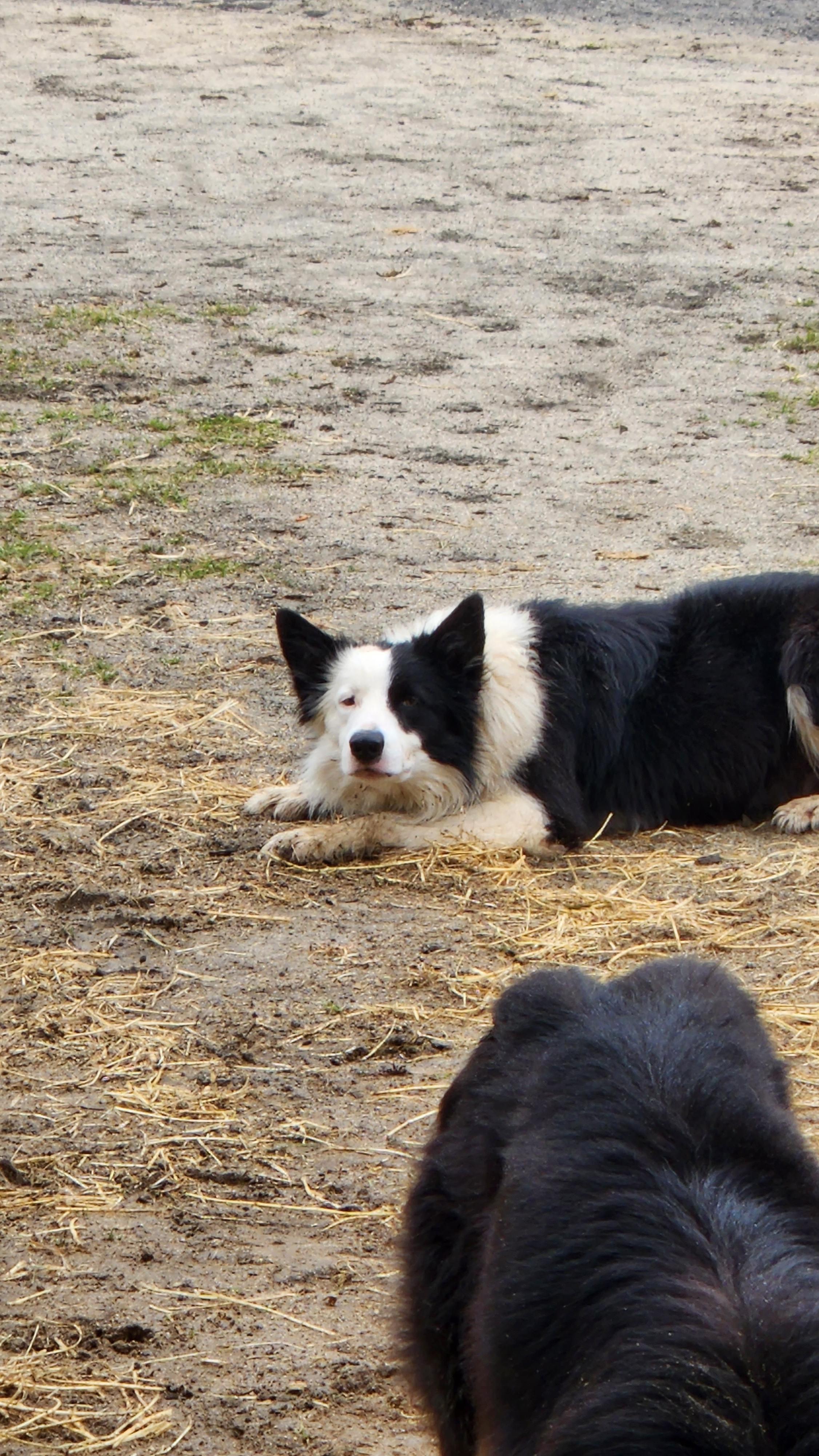 Lone Wolf Ranch in South Carolina | Border Collie puppies | Good Dog