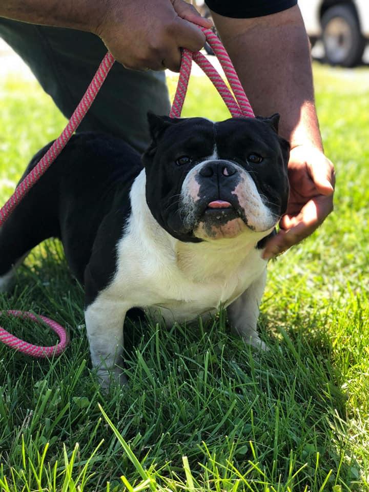 YS Shorty Bulls in Delaware | Shorty Bull puppies | Good Dog