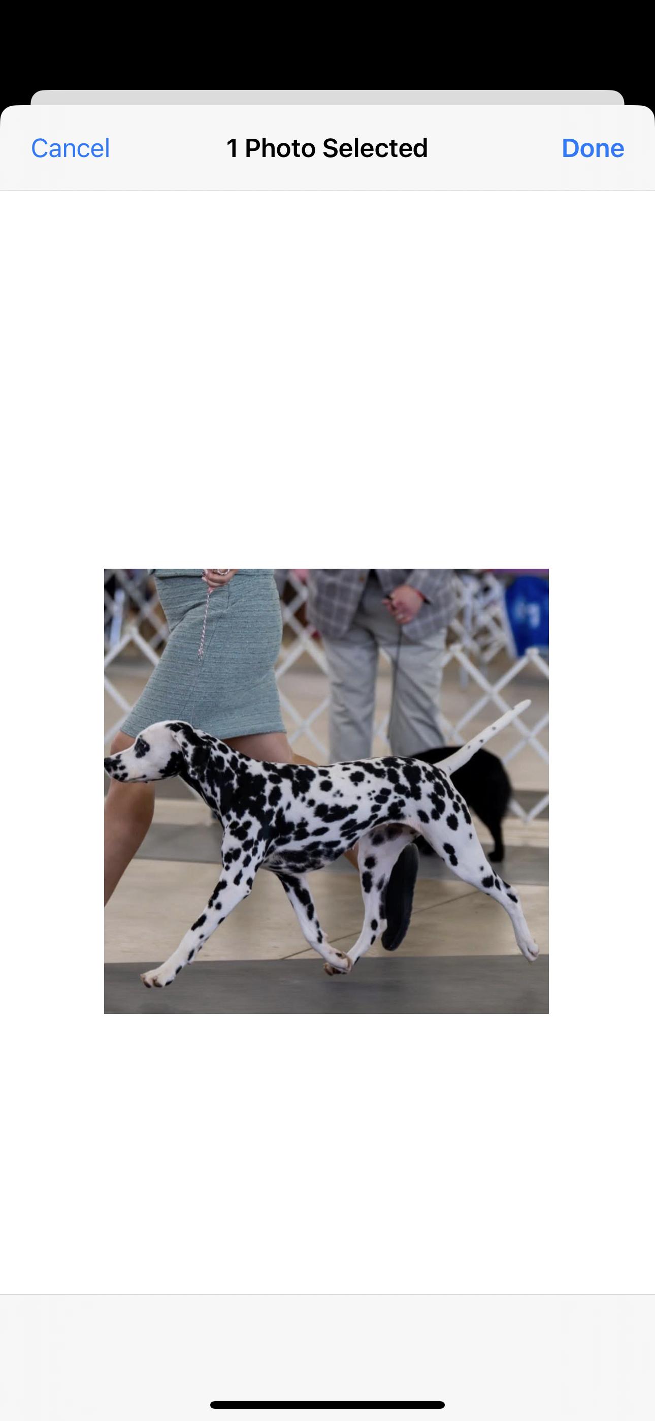 Clíodhna Kennel in Texas | Dalmatian and Vizsla puppies | Good Dog