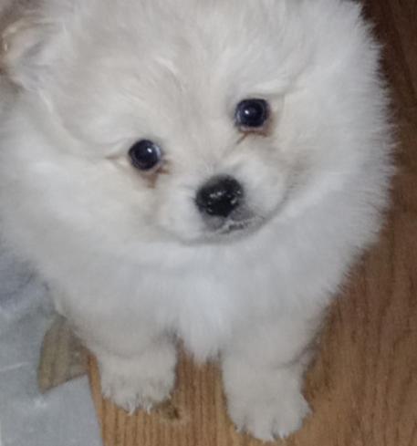 Almost White Poms in Nevada | Pomeranian puppies | Good Dog