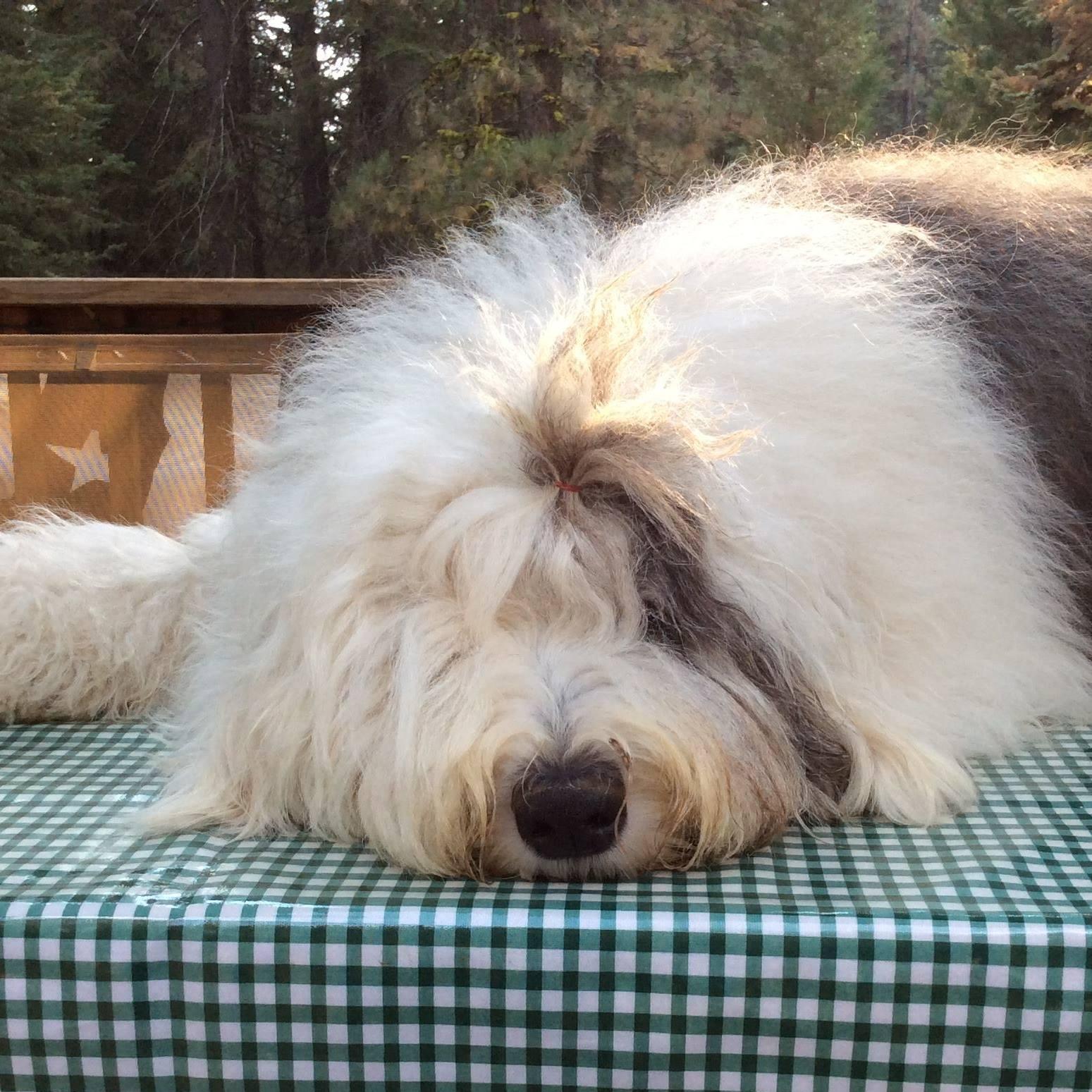 Snowdowne Too Annex in California | Old English Sheepdog puppies | Good Dog