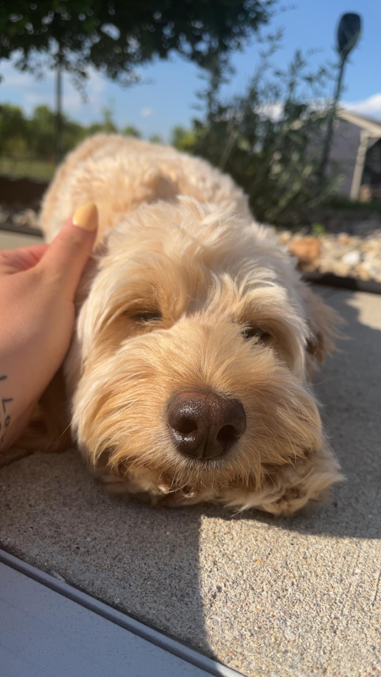 E&A Doodle Barn in Indiana | Goldendoodle puppies | Good Dog