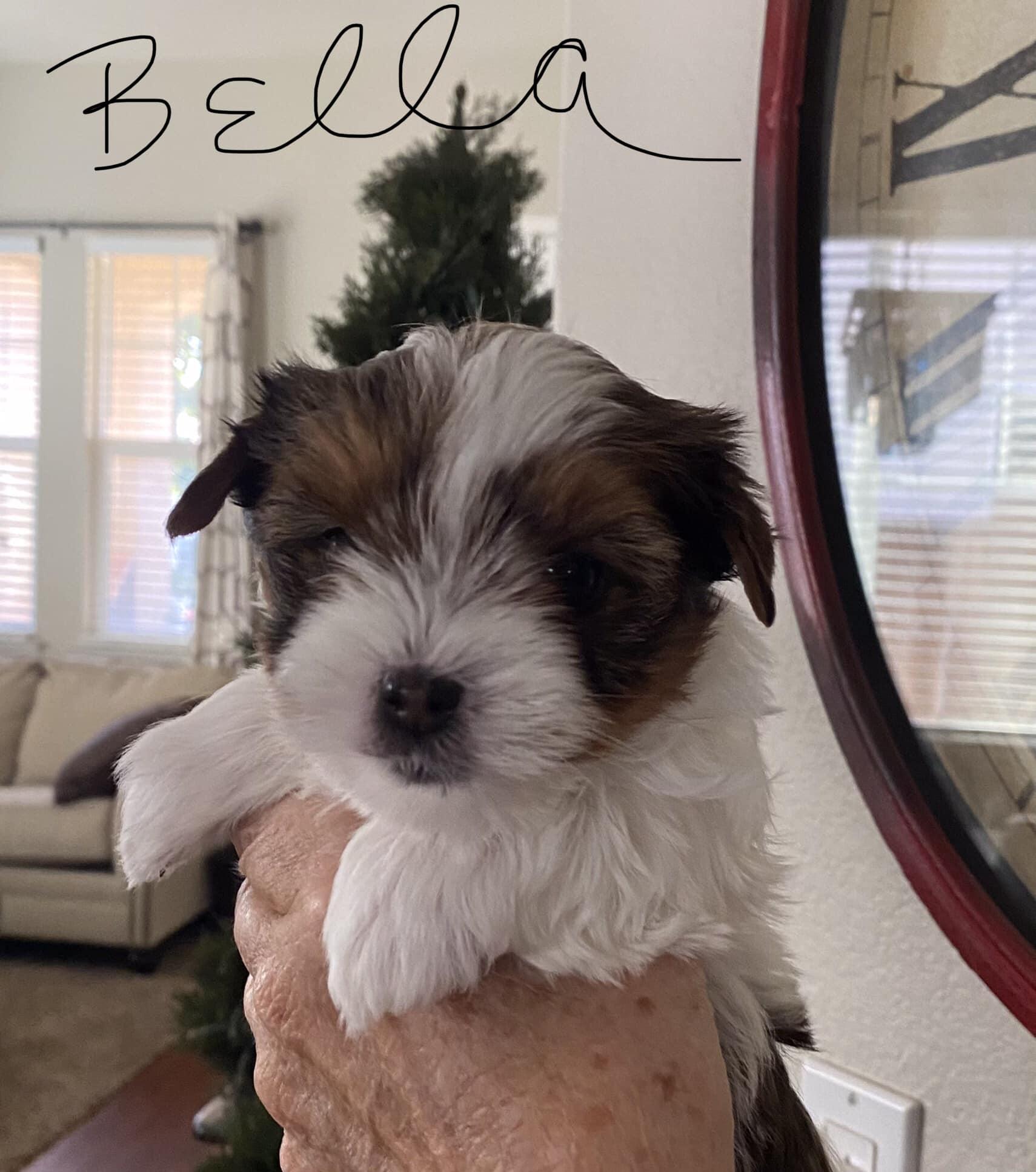 Parti Paw Yorkies in California | Yorkshire Terrier puppies | Good Dog