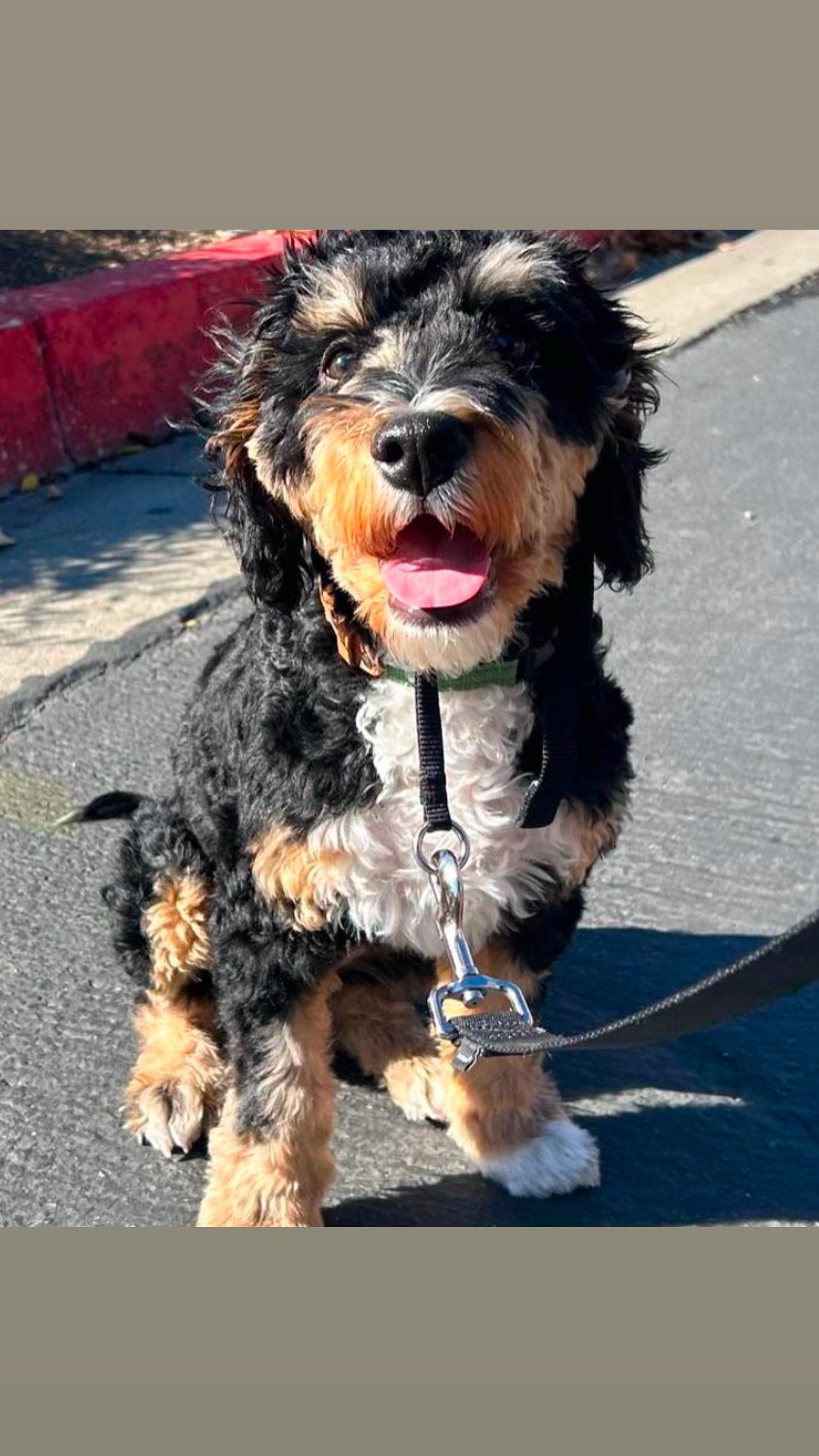 Bernied00dle Love in California | Bernedoodle puppies | Good Dog