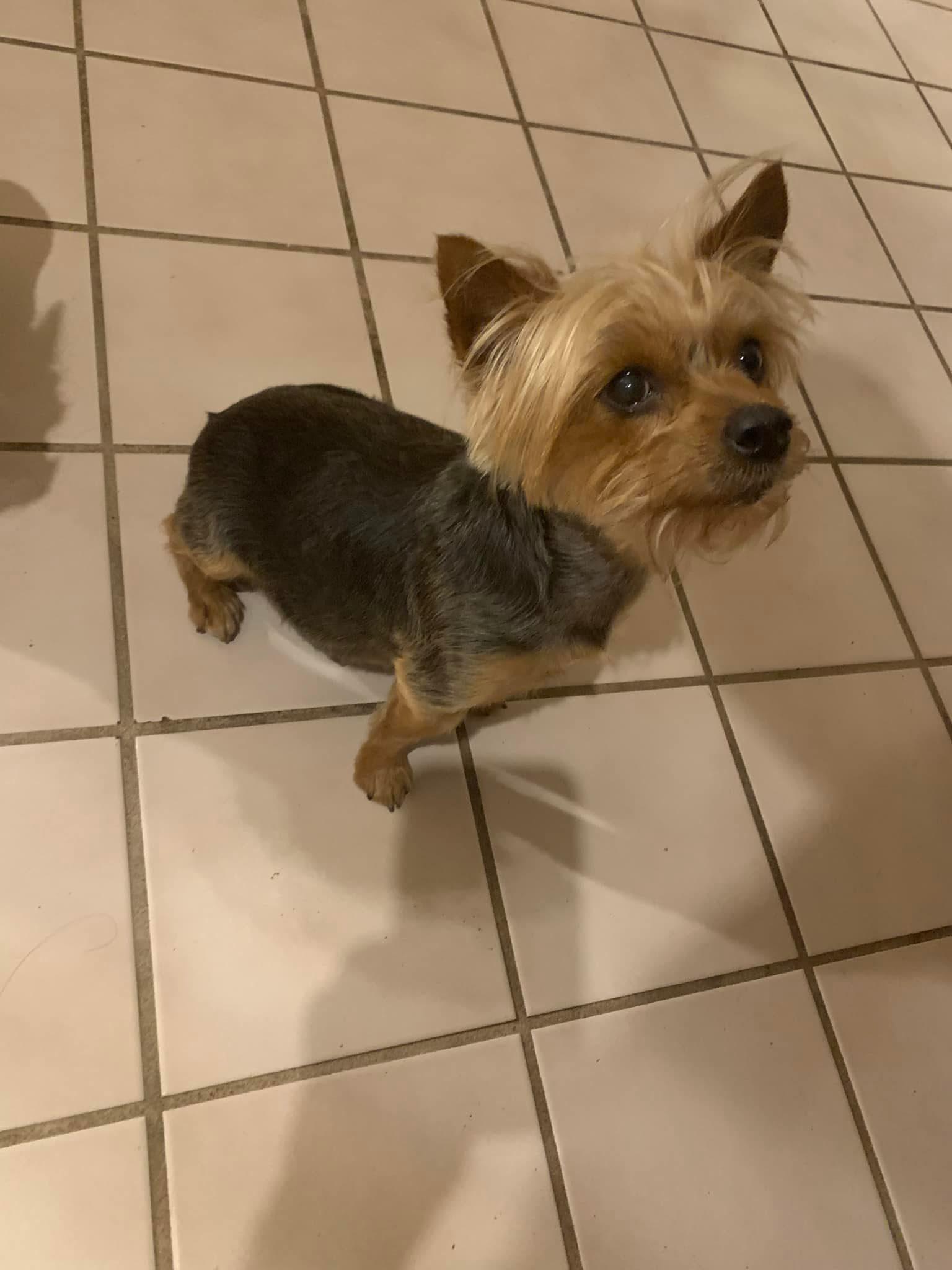 Amber's Yorkies in New Mexico | Yorkshire Terrier puppies | Good Dog