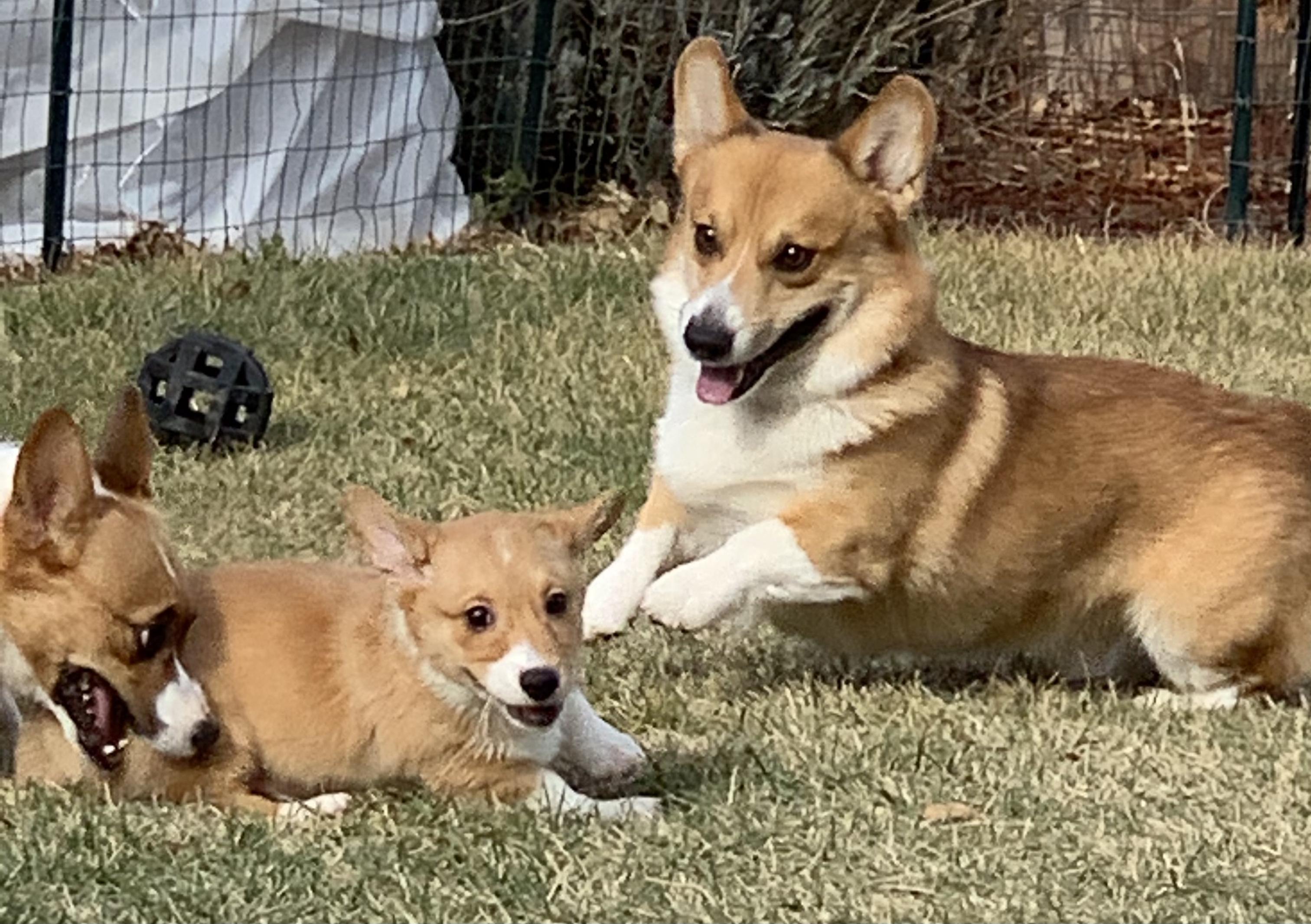 Pam Montgomery Earl's Corgis in Utah | Pembroke Welsh Corgi puppies ...