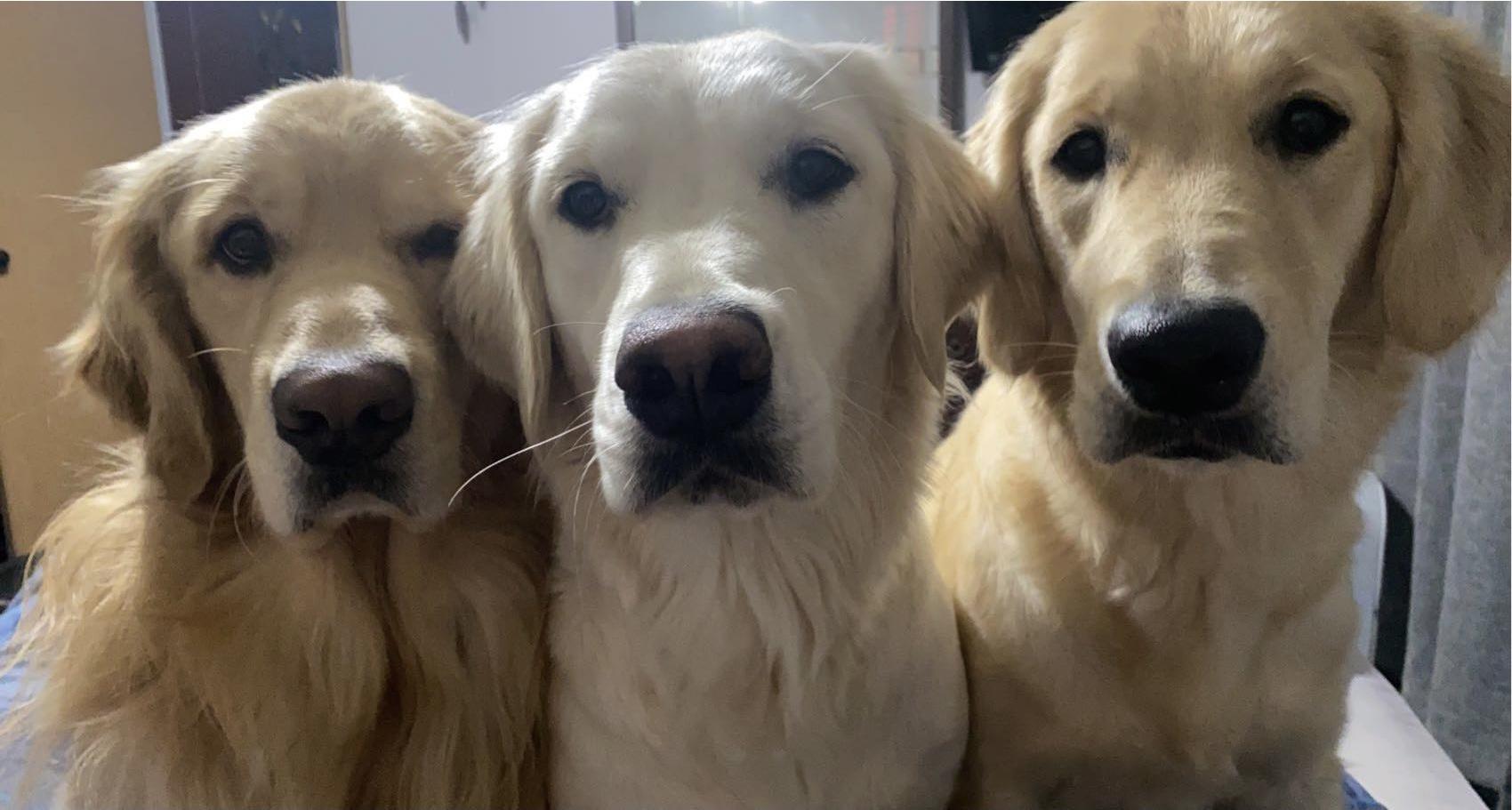 Continued Traditions Farmstead in Pennsylvania | Golden Retriever ...