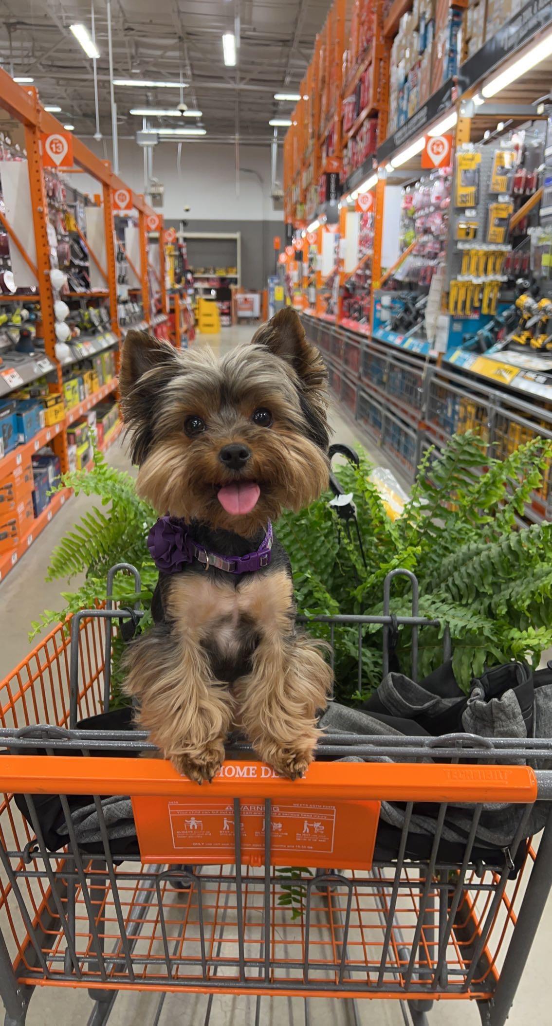 Byerly's Beautiful Yorkies in Iowa | Yorkshire Terrier puppies | Good Dog