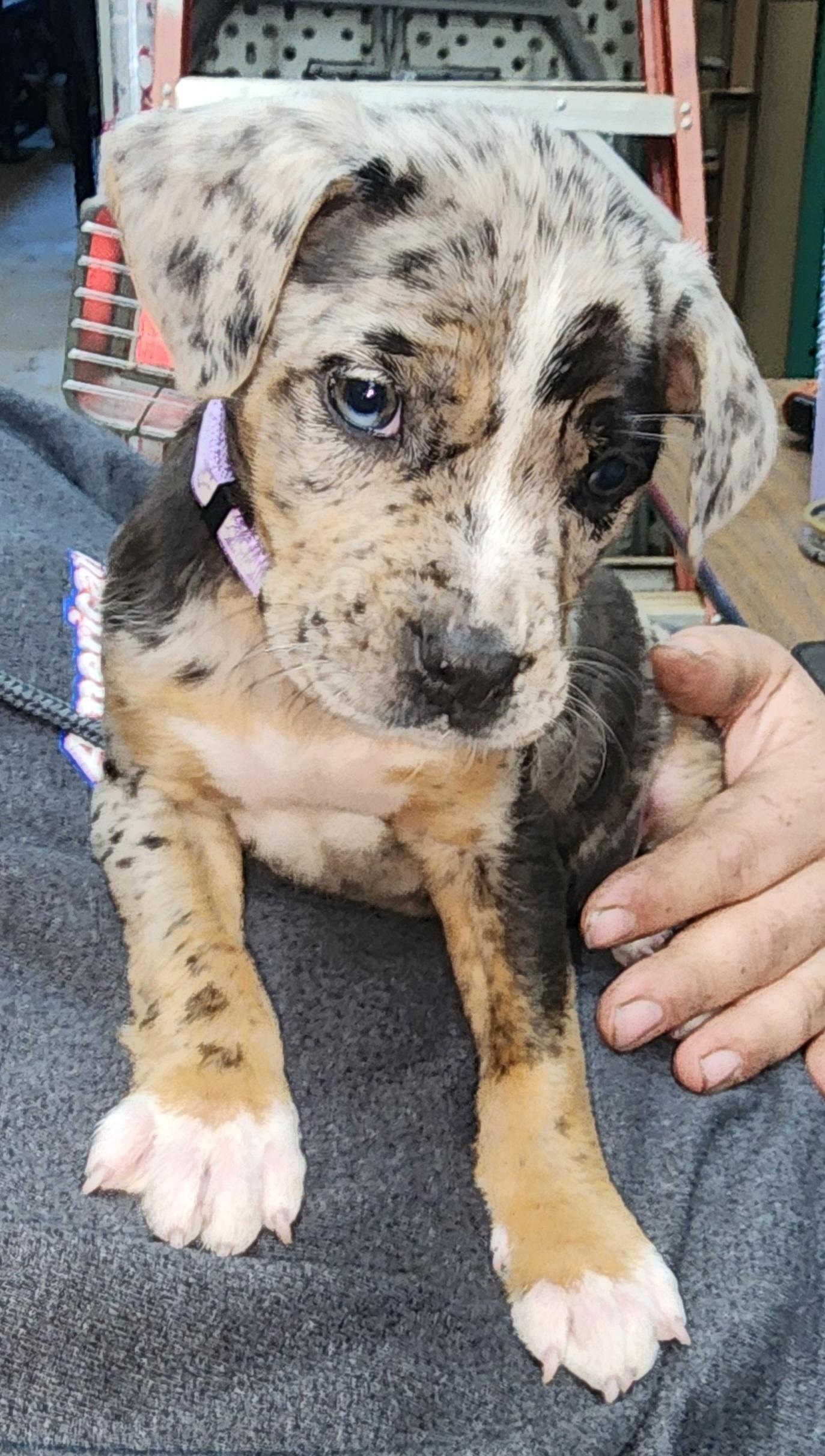 Kassie's Catahoulas in California | Catahoula Leopard Dog puppies ...